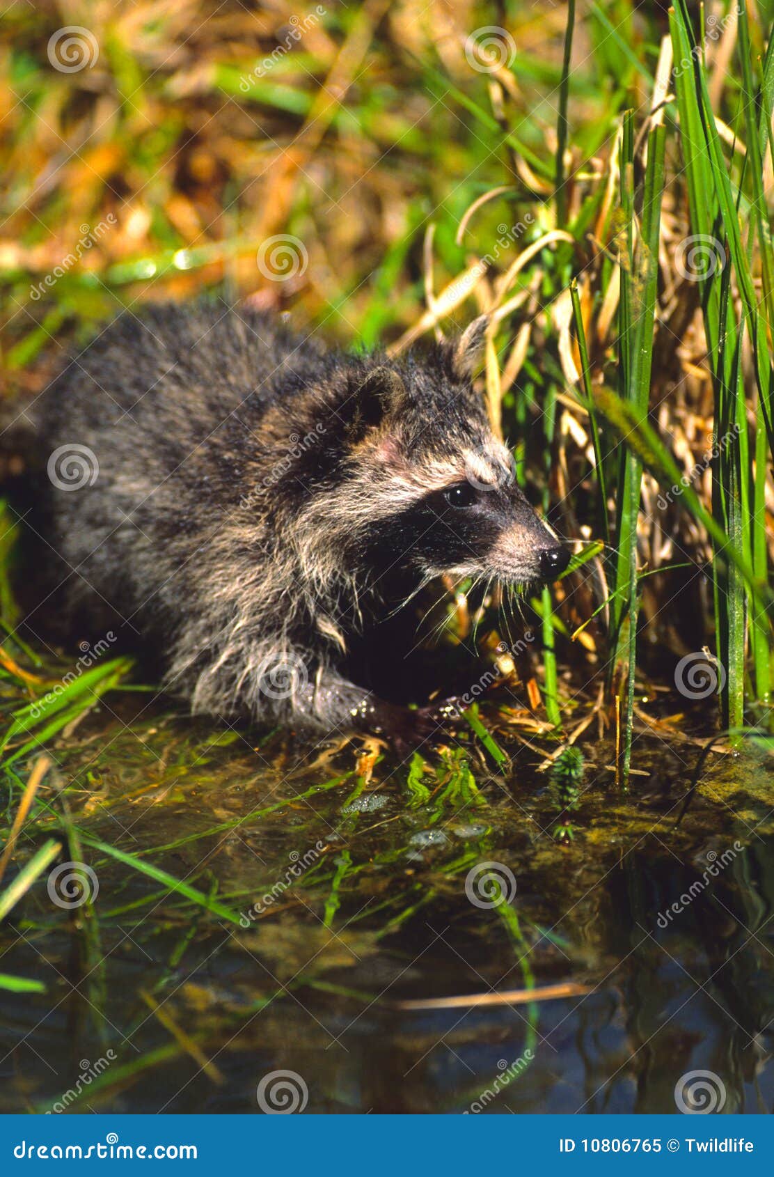 De Poten Van De Was Van De Wasbeer Stock Afbeelding - Image of wild ...
