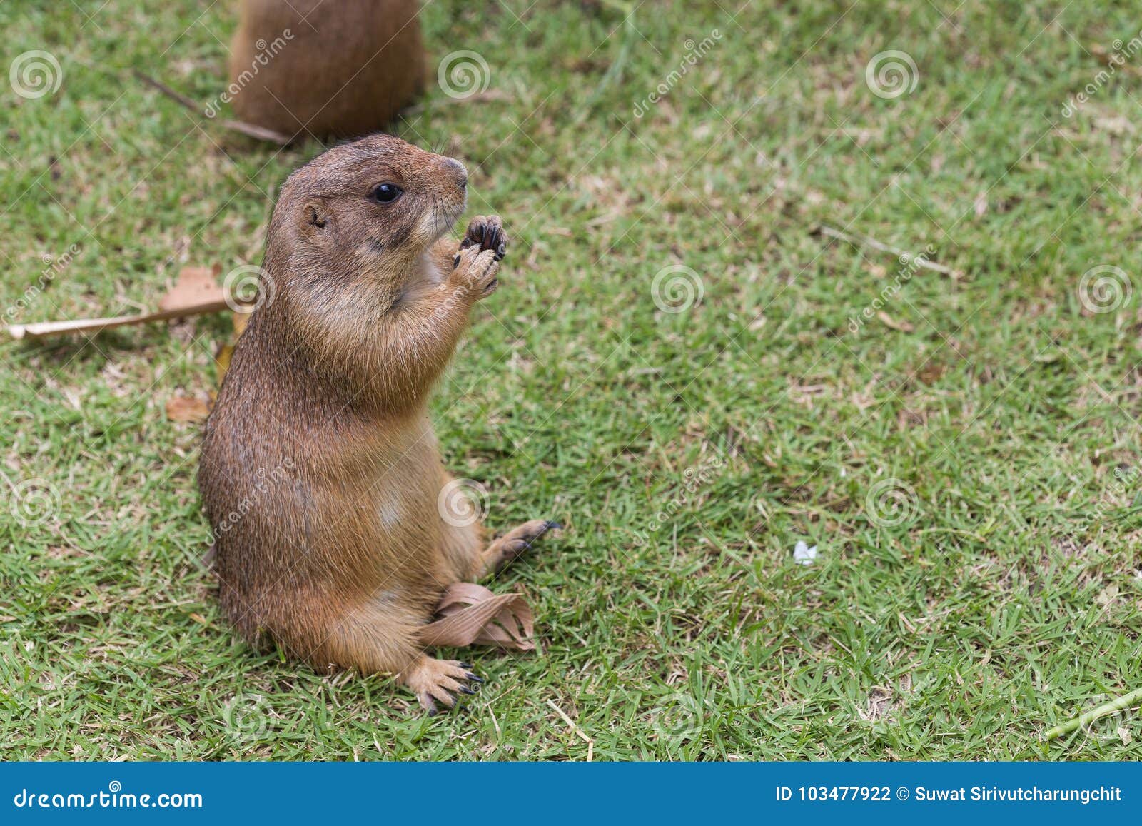 De prairiehond stock foto. Image of wild, bont, zoogdier - 103477922