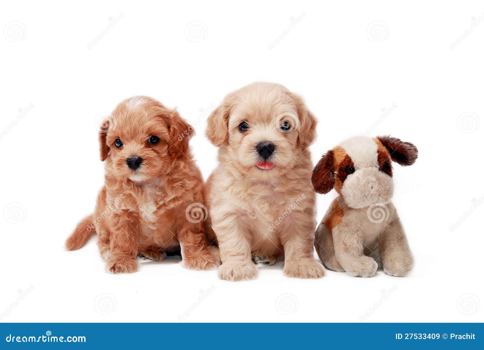 De puppy van de poedel stock afbeelding. Image of klein - 27533409