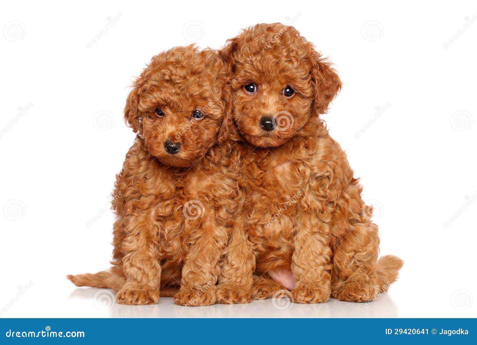 De puppy van de poedel stock afbeelding. Image of rood - 29420641