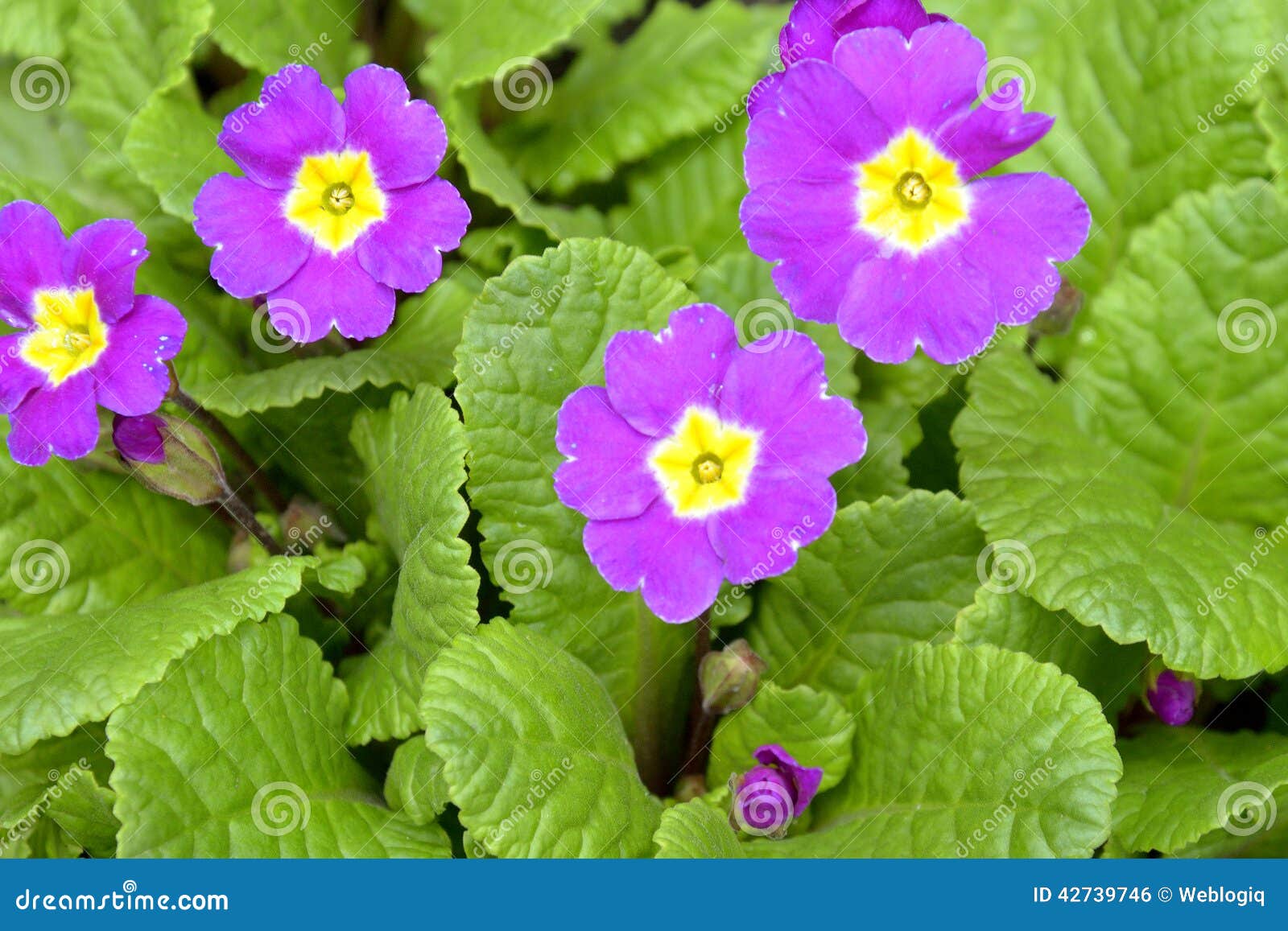 De Purpere Bloemen Van De Primula Stock Foto - Image of kleur, flora ...