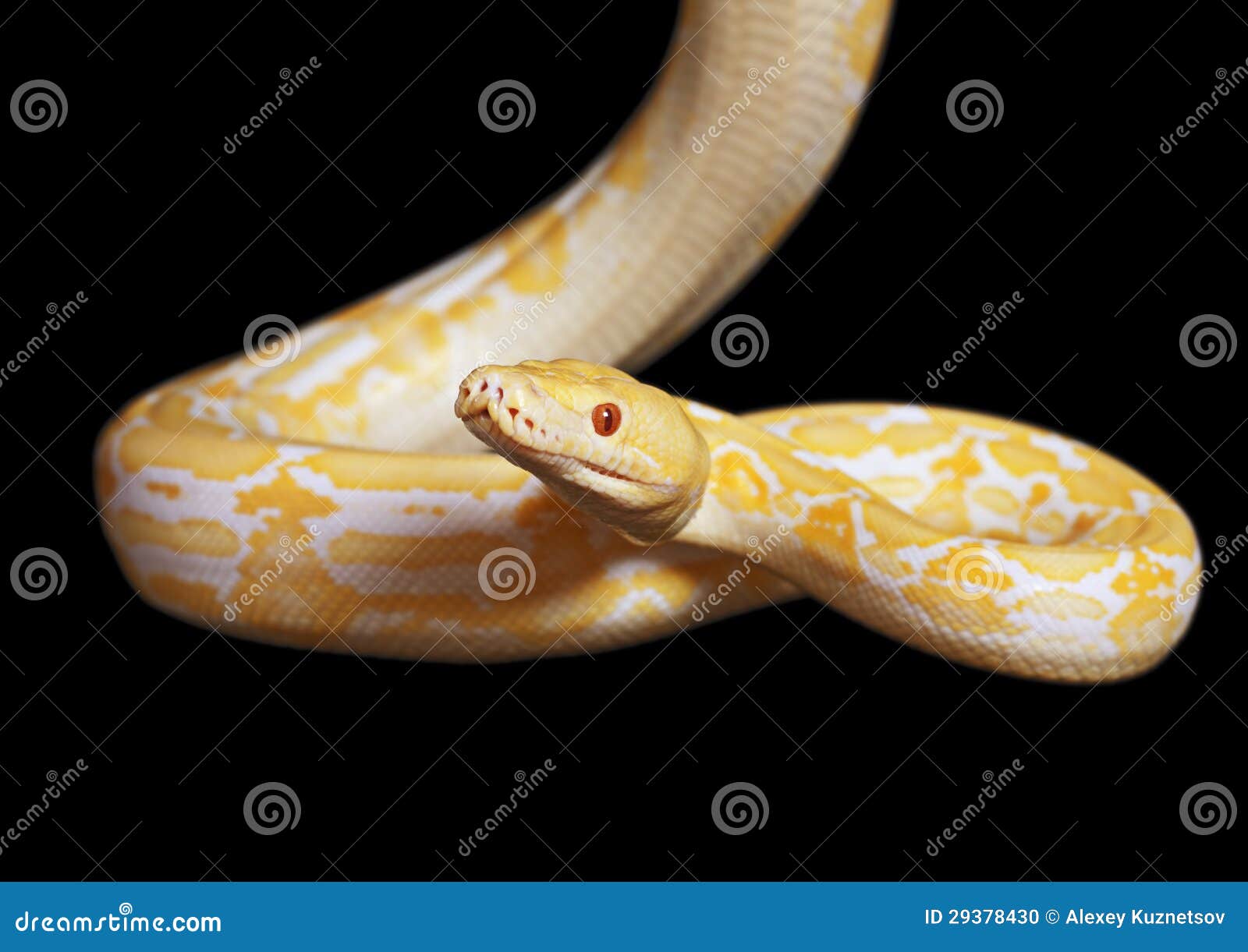 De Python Van De Albino Van De Tijger Stock Foto - Image of carnivoor ...