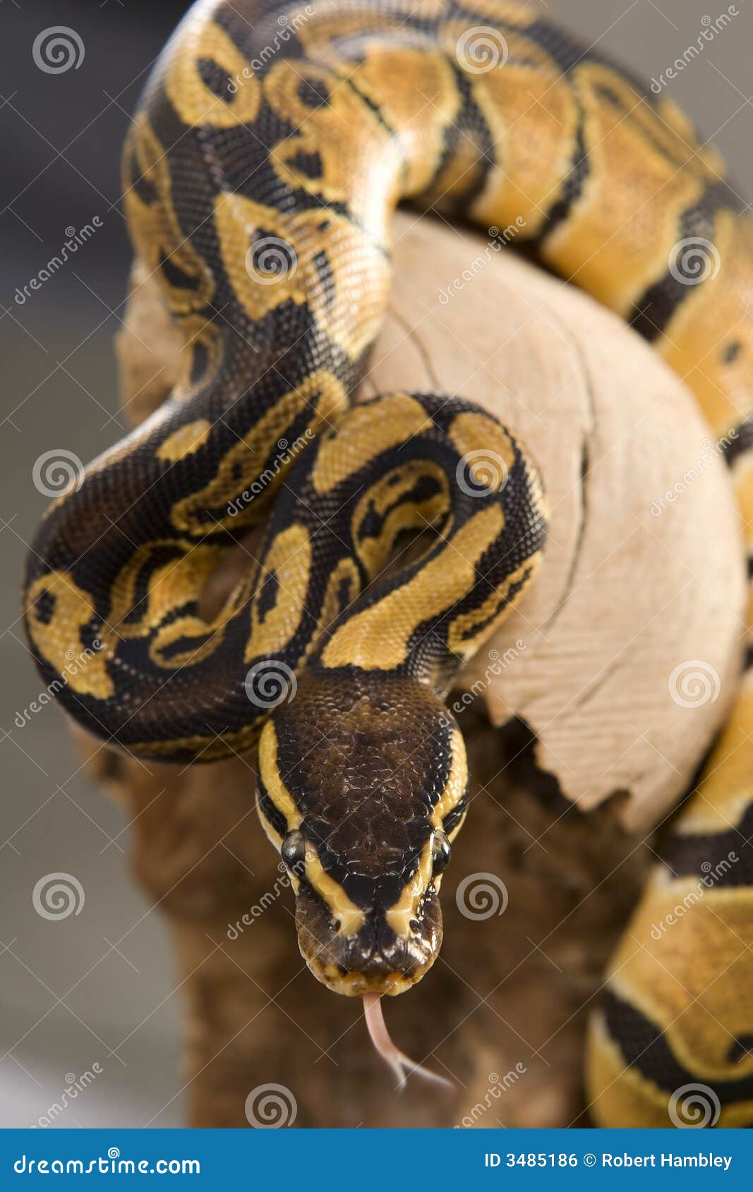 De Python van de bal stock foto. Image of constrictor - 3485186