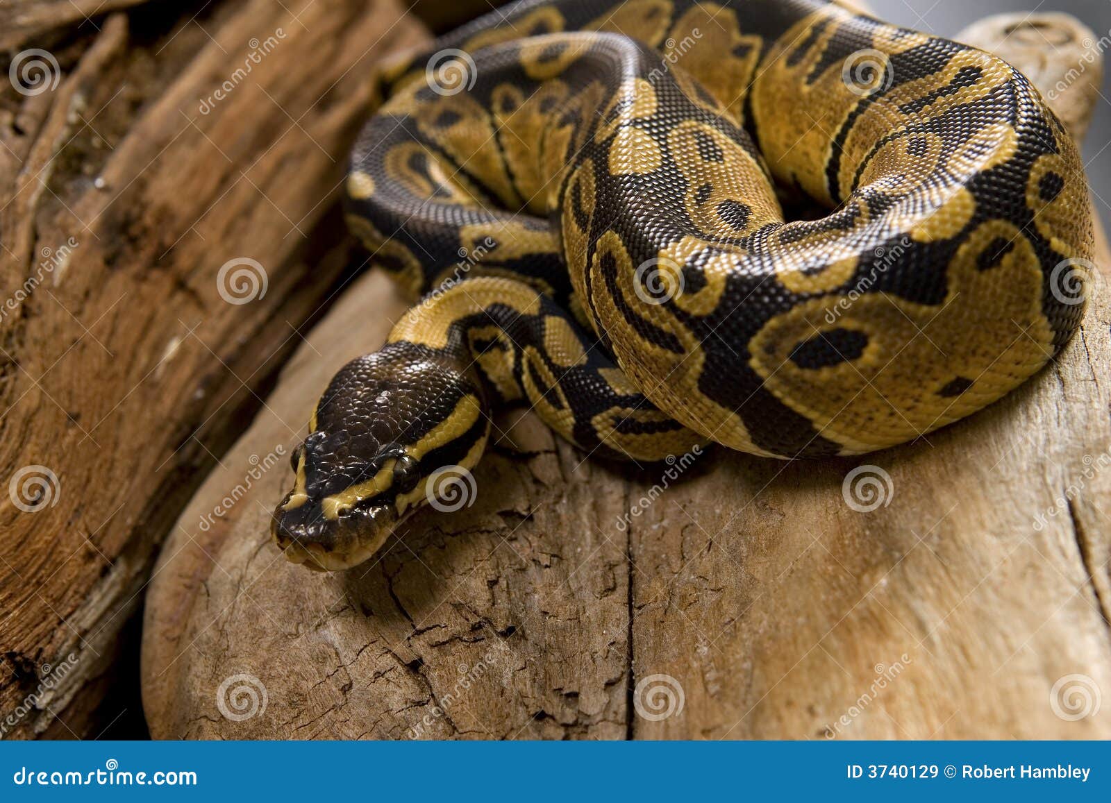 De Python van de bal stock afbeelding. Image of constrictor - 3740129