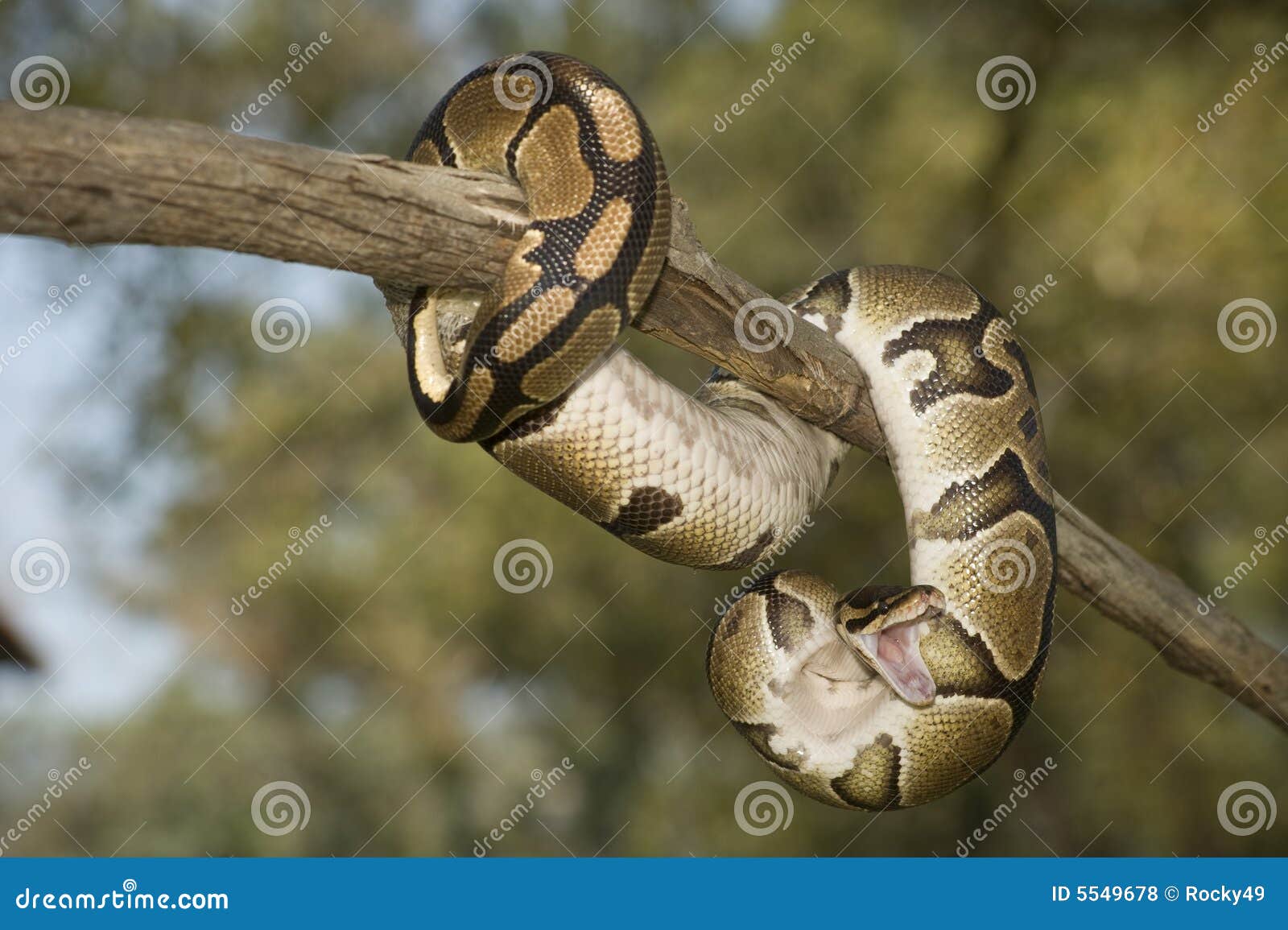 De Python van de bal stock foto. Image of constrictor - 5549678