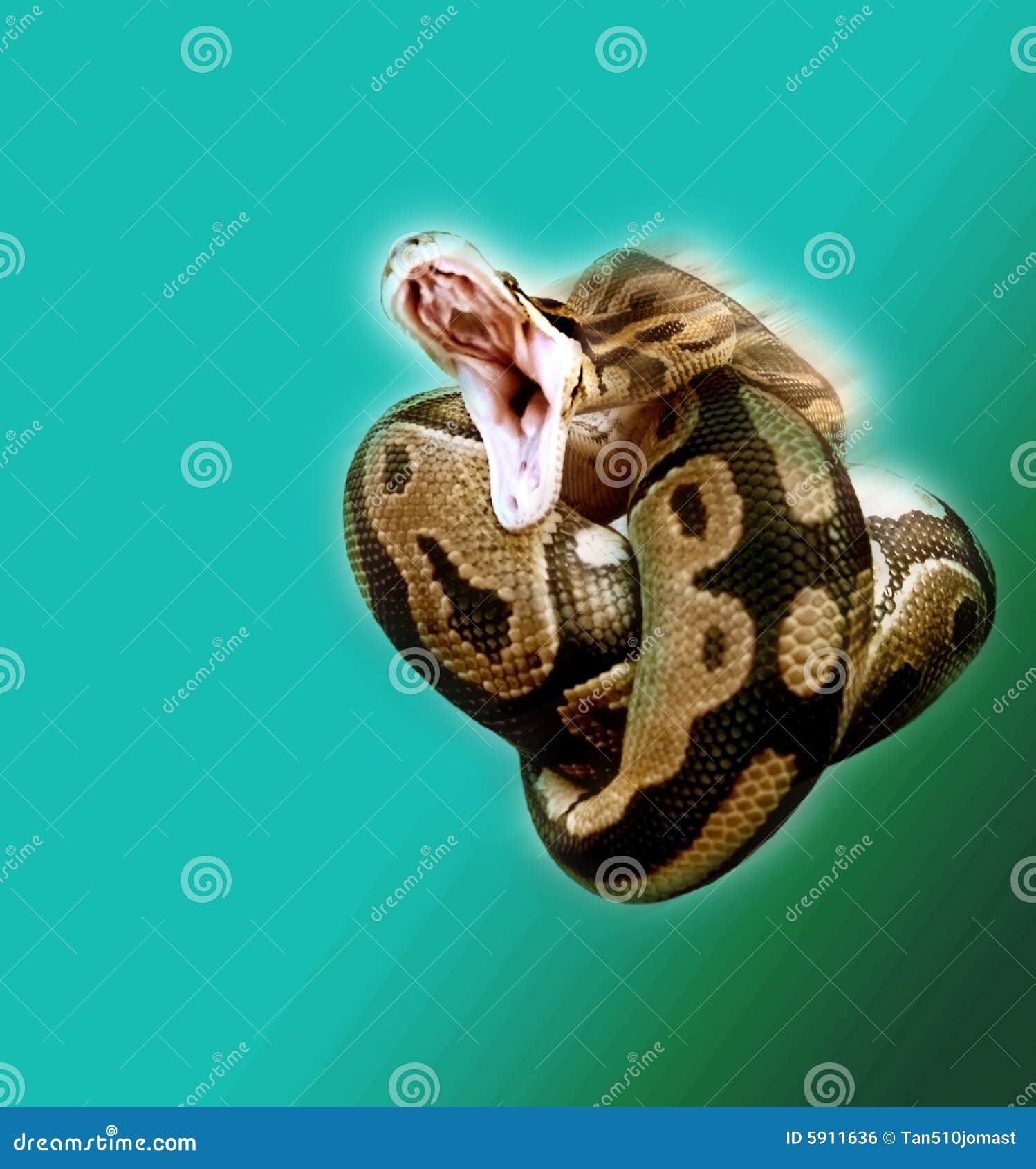 De python van de bal stock foto. Image of mond, hoektand - 5911636