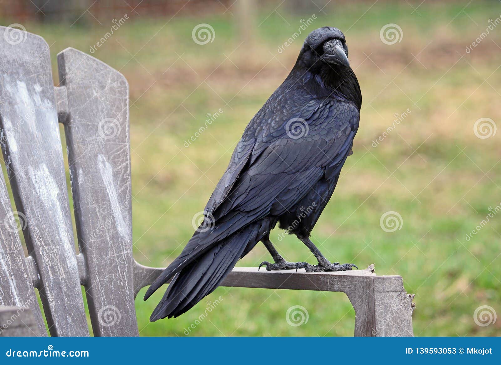De raaf stock afbeelding. Image of dier, stoel, veren - 139593053