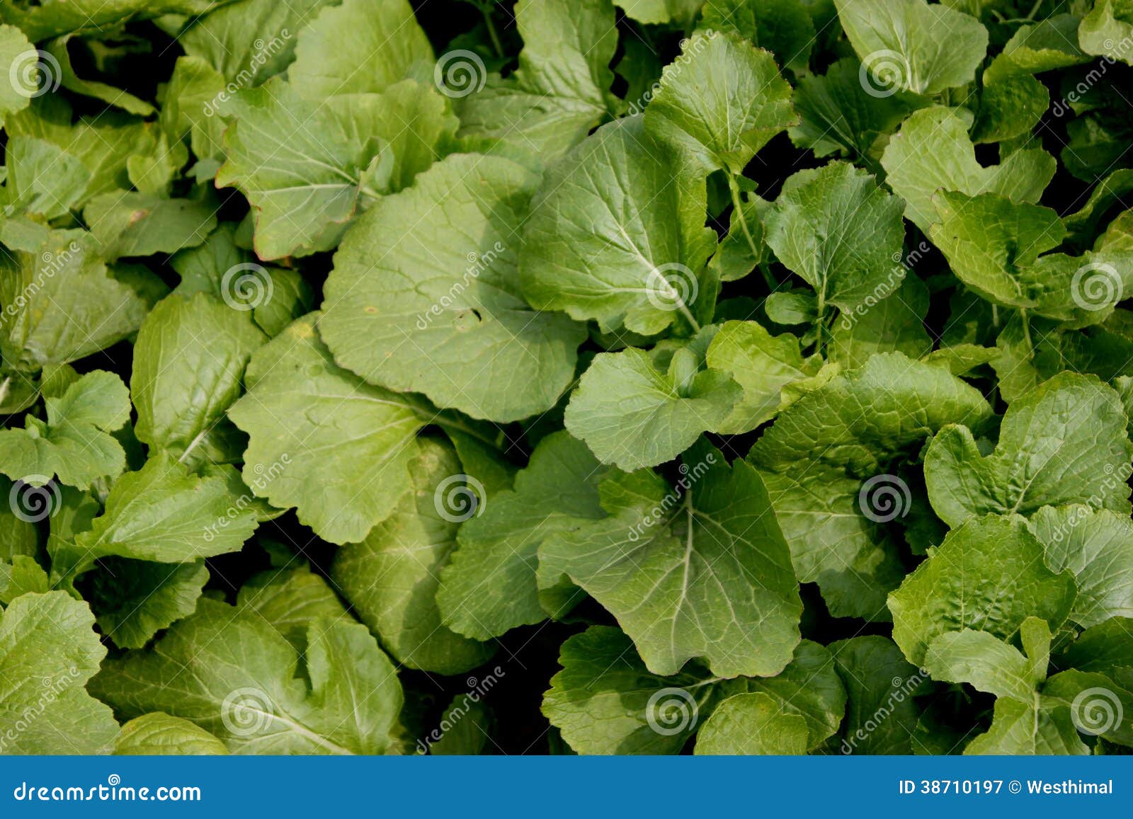 De Raap van Pusaswarnima stock afbeelding. Image of diep - 38710197