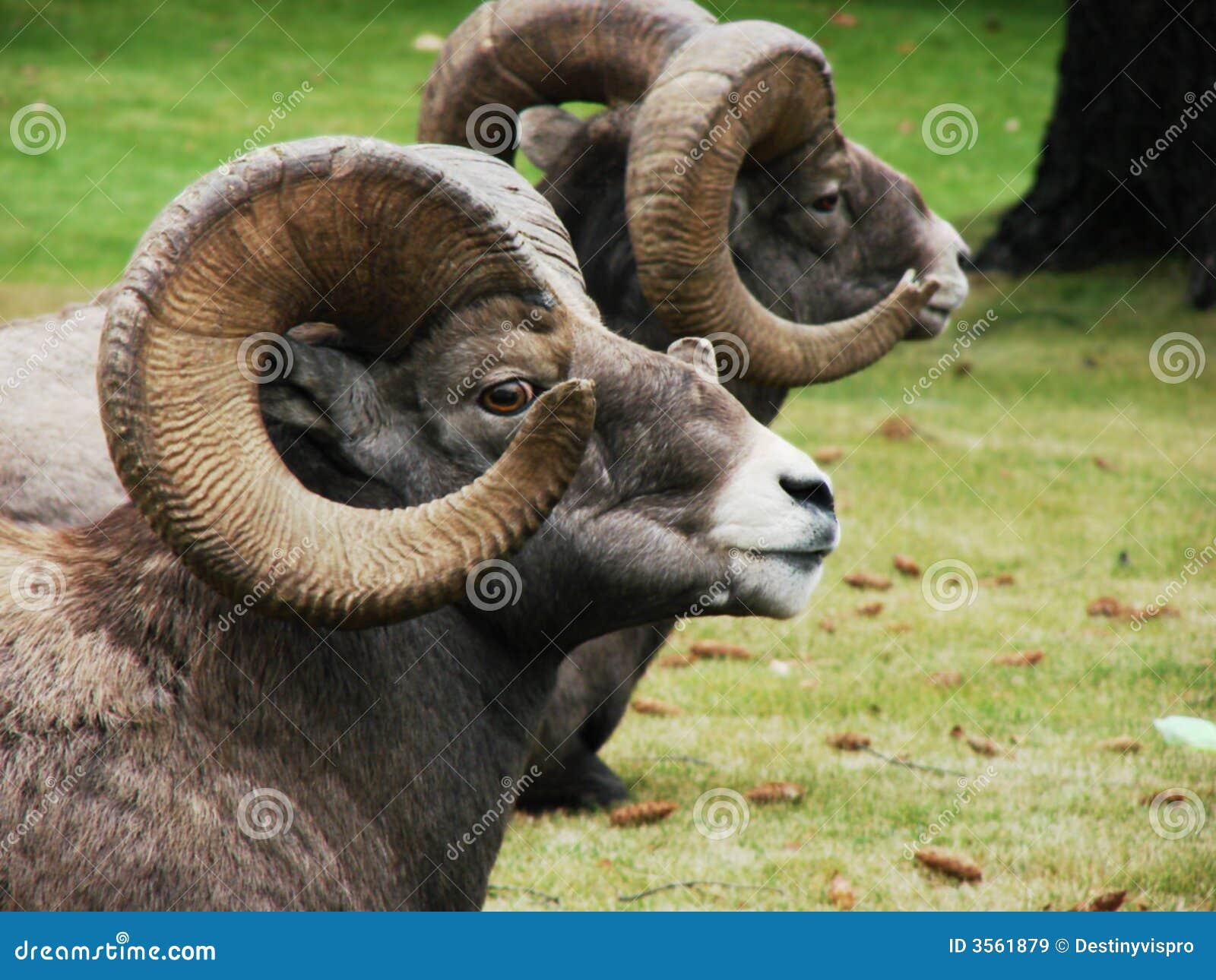 De Rammen Van Bighorn Onbeweeglijk Stock Afbeelding - Image of uniek ...
