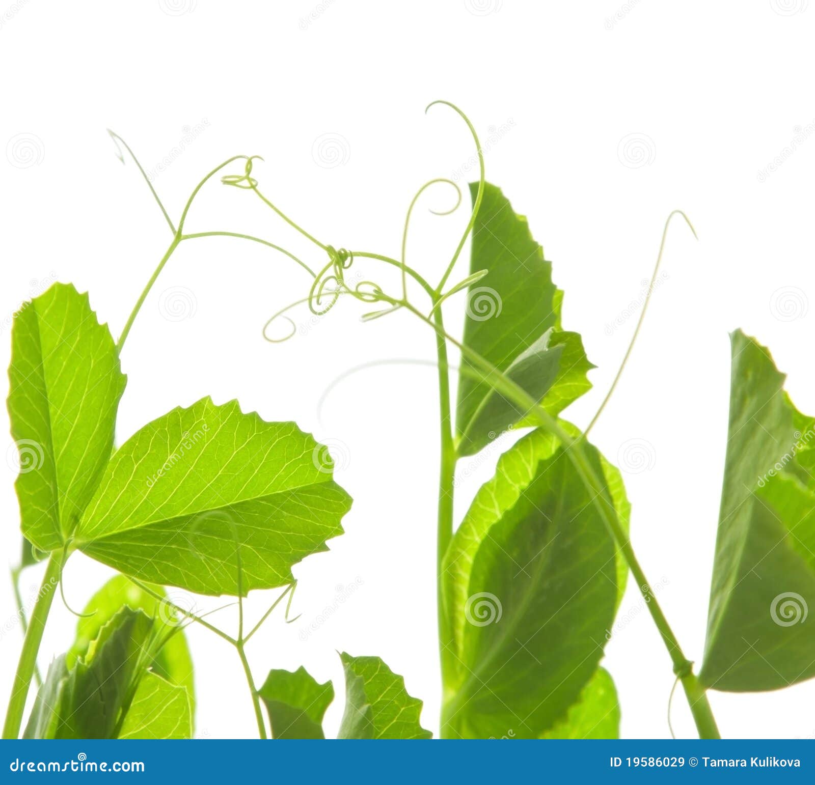 De ranken van de erwt stock afbeelding. Image of geïsoleerd - 19586029