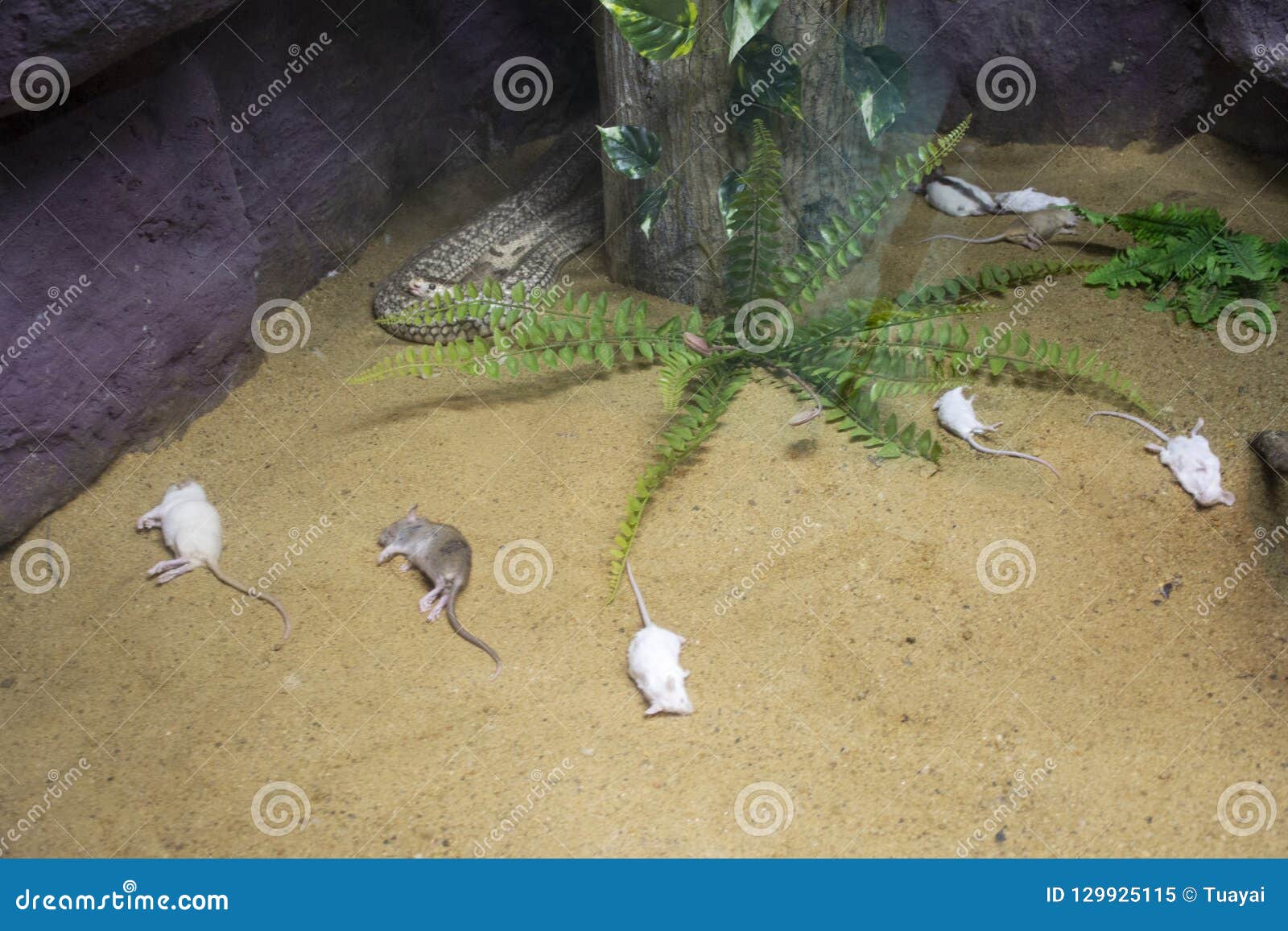De Rat Dood Voor Slang of De Python Eet in Kooi Bij Openbaar Park in ...