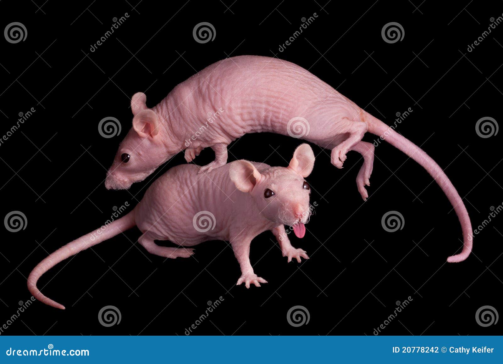 De Rat van de sprong stock foto. Image of ongedierte - 20778242