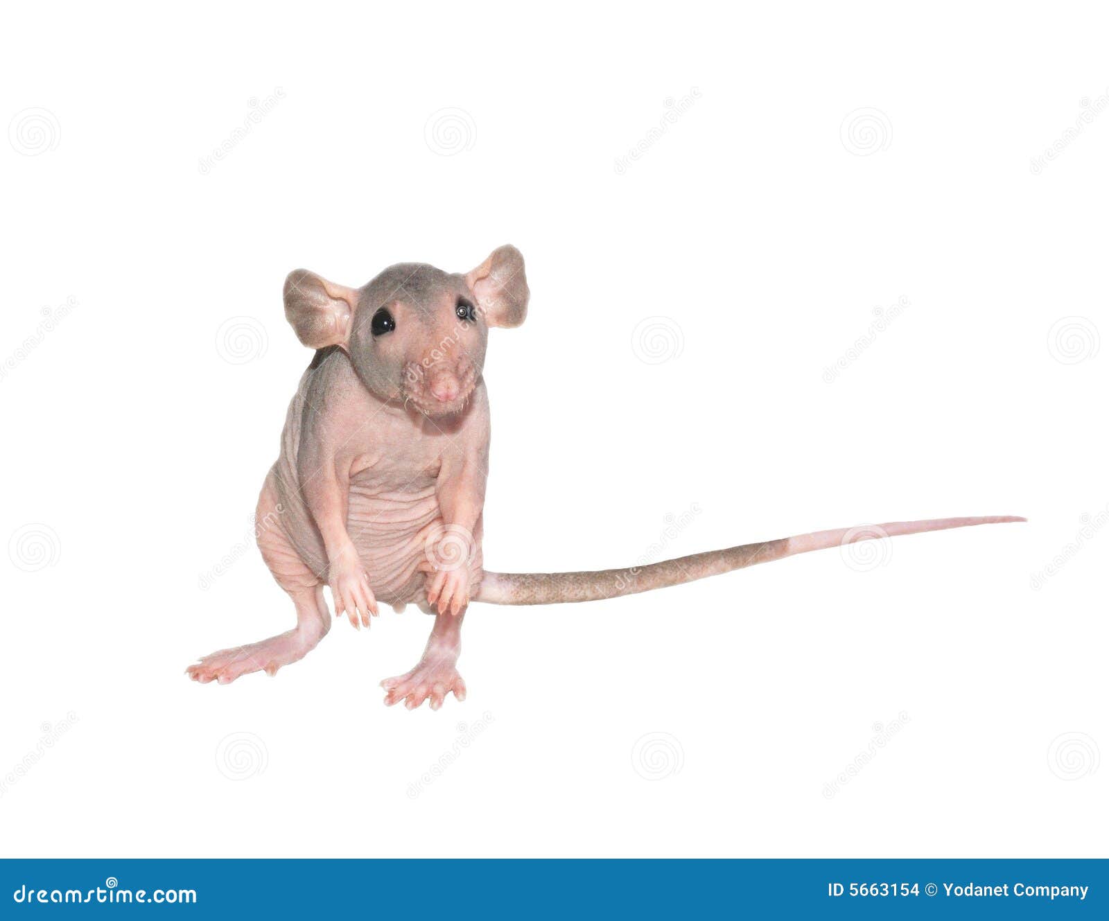 De rat van Furless stock foto. Image of nieuw, ratten - 5663154