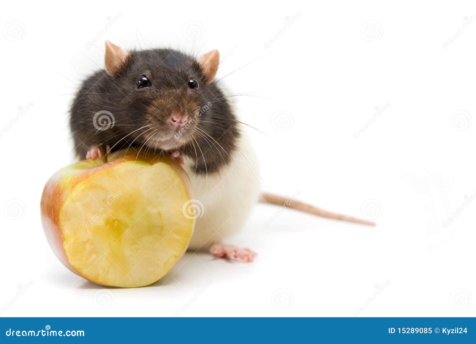 De rat van het huis stock afbeelding. Image of bont, zwart - 15289085