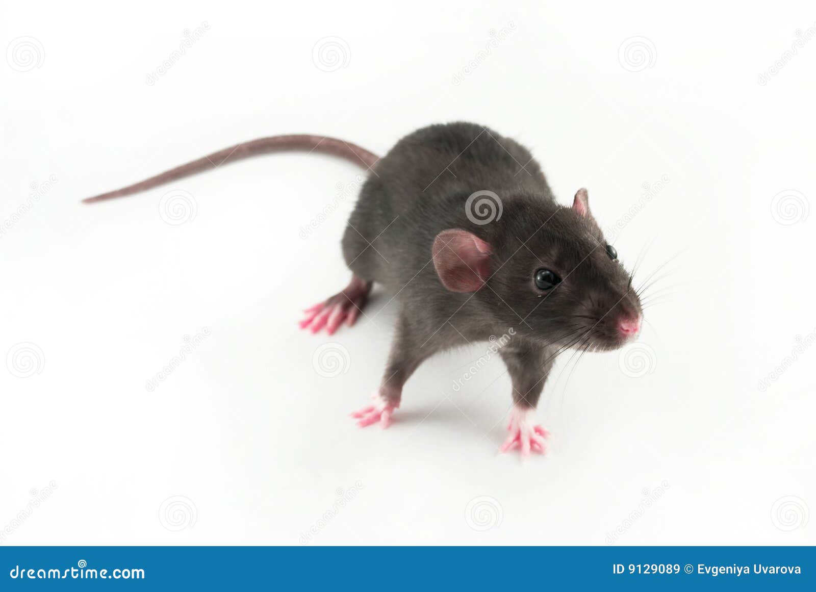 De rat van het huis stock afbeelding. Image of leuk, knaagdier - 9129089