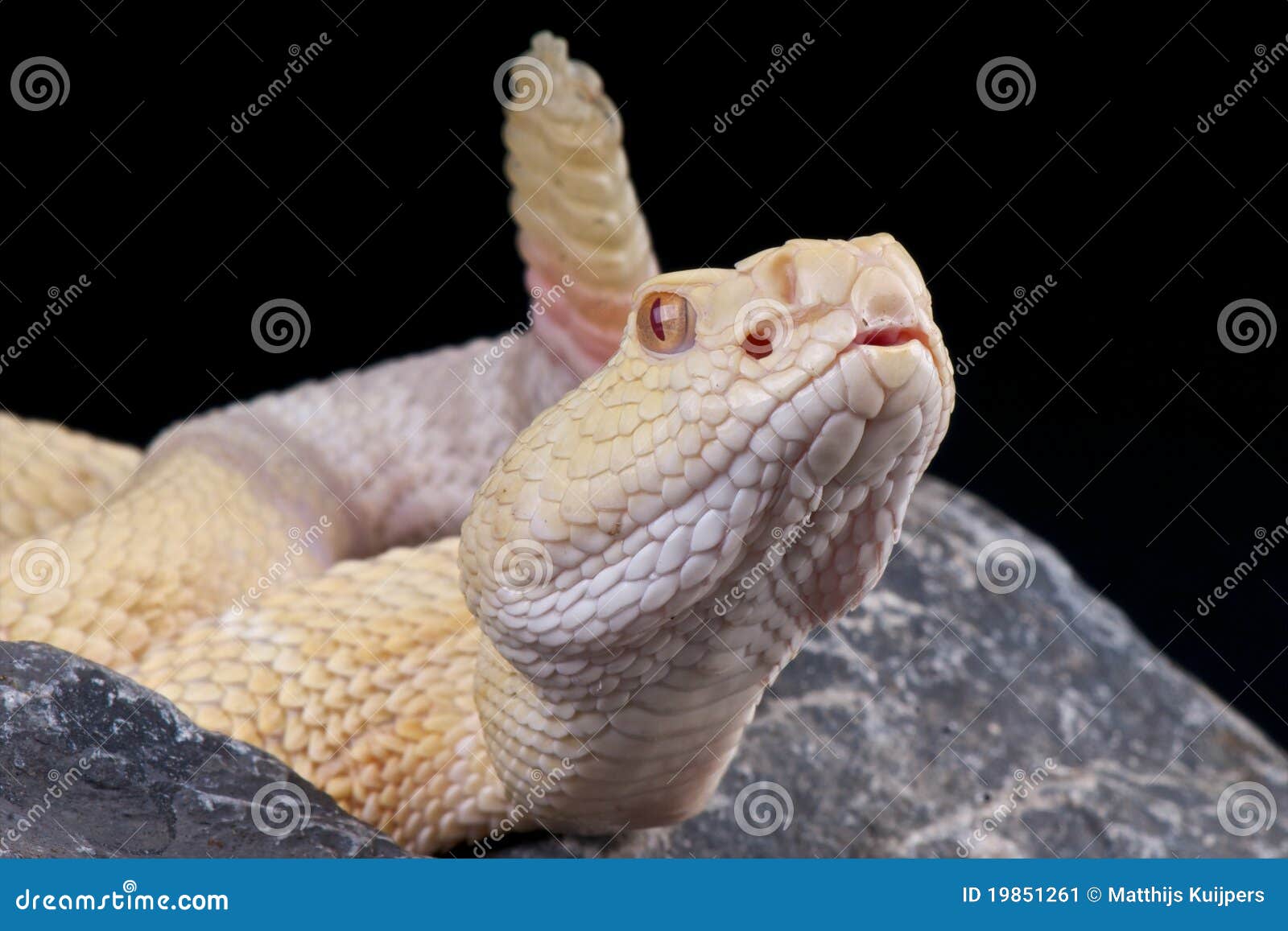De Ratelslang Van De Albino Stock Afbeelding - Image of rammelaar ...