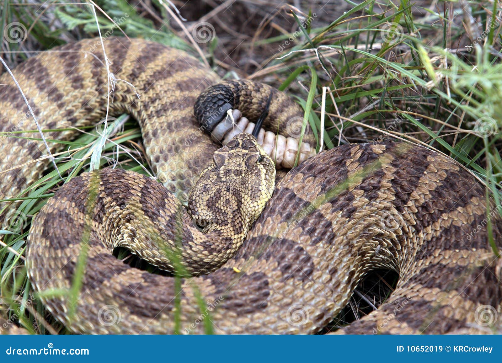De Ratelslang Van De Prairie, Hoogste Mening Stock Afbeelding - Image ...