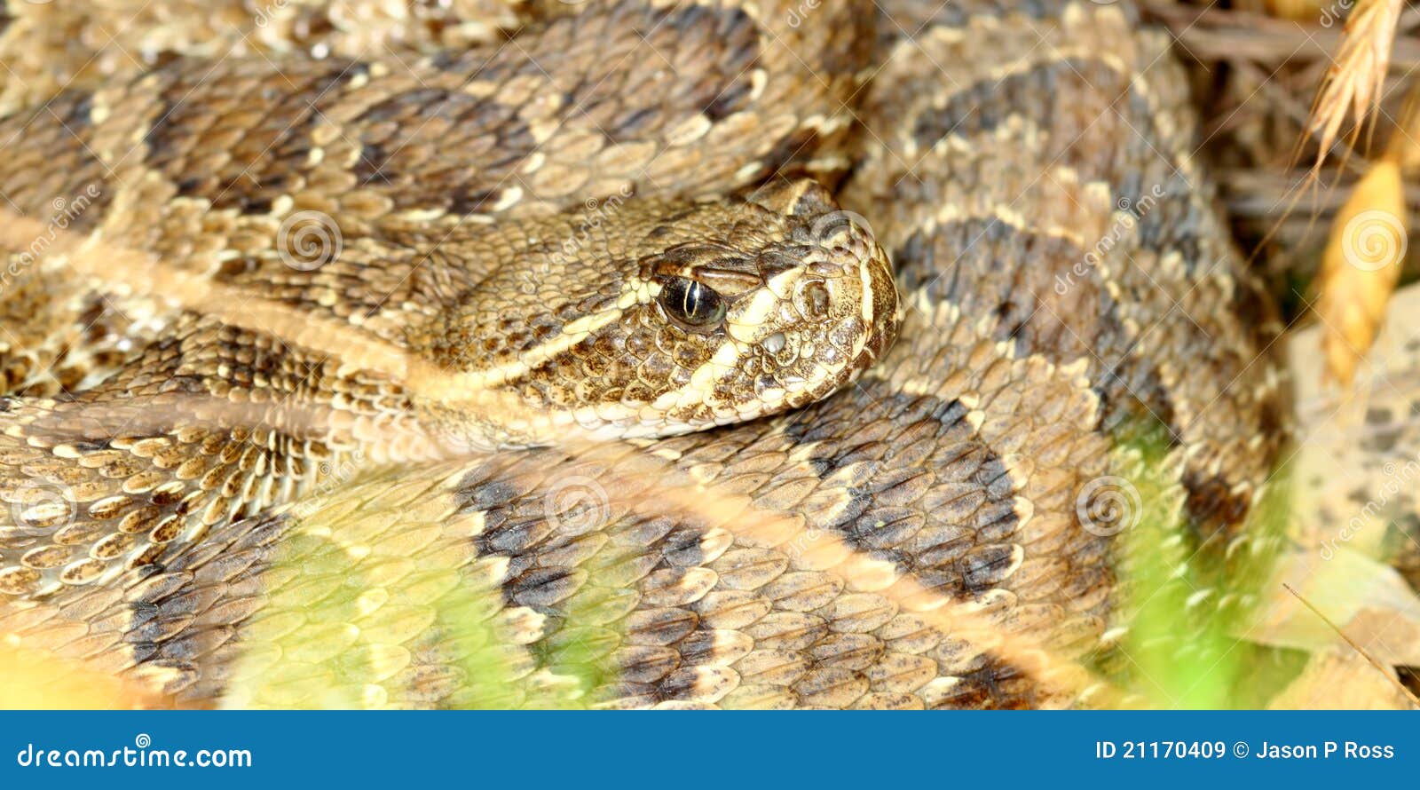 De Ratelslang Van De Prairie (viridis Crotalus) Stock Afbeelding ...