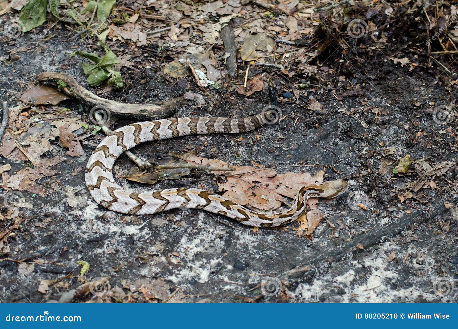 De Ratelslang Van Het Canebrakehout Stock Foto - Image of adder, staat ...