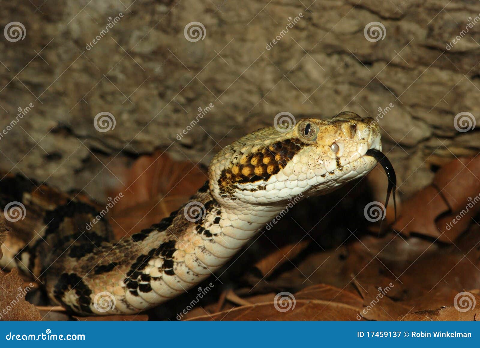 De ratelslang van het hout stock afbeelding. Image of ratelslang - 17459137