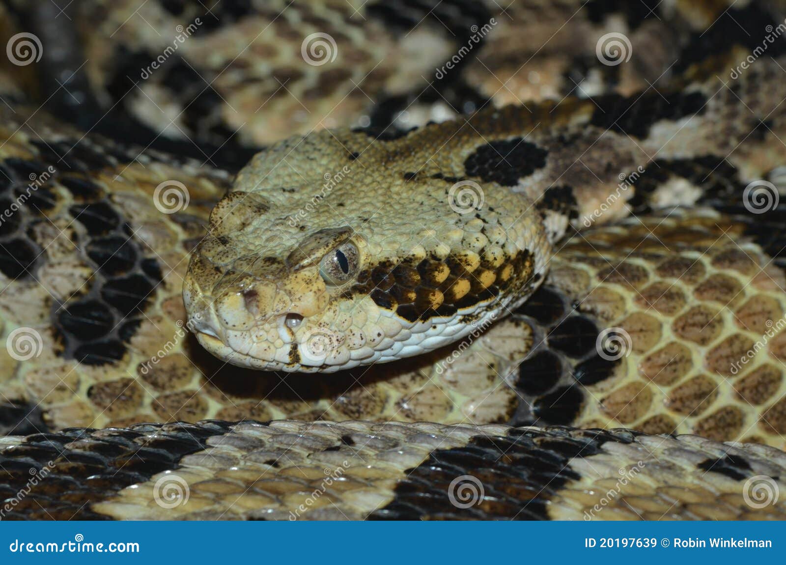 De ratelslang van het hout stock afbeelding. Image of streep - 20197639