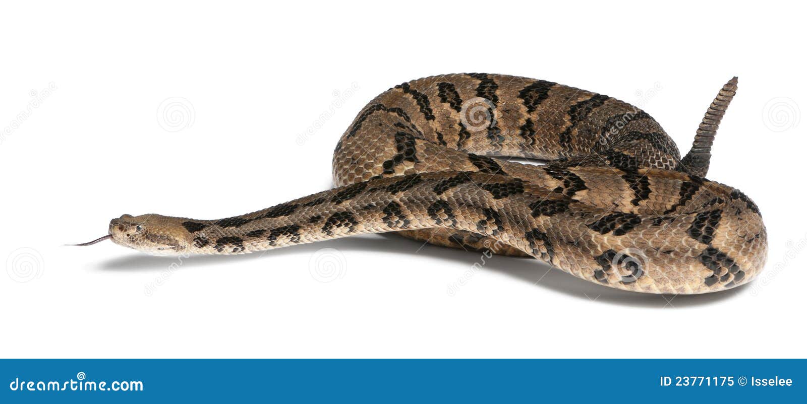 De ratelslang van het hout stock afbeelding. Image of rammelaar - 23771175