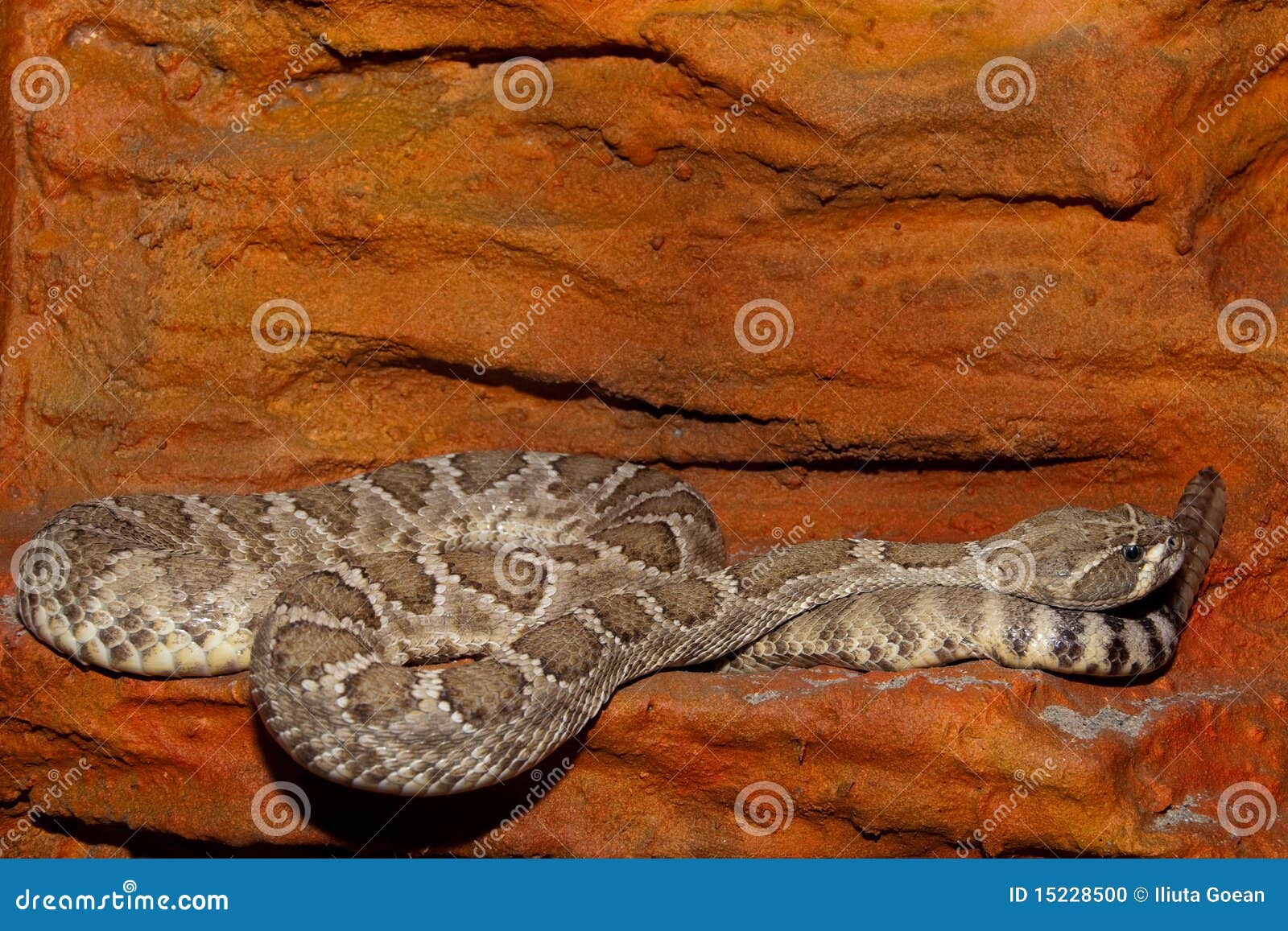 De Ratelslang Van Texas Van Diamondback Stock Foto - Image of reptiel ...