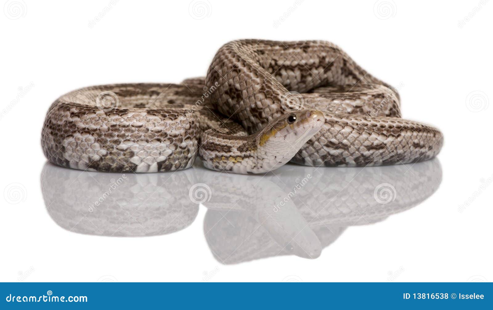 De Rattenslang of Baird Van Baird Ratsnake Stock Foto - Image of ...