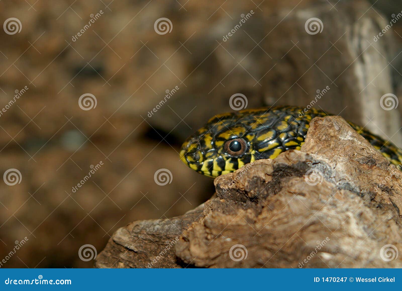 De Rattenslang Van De Koning of Stinkende Godin Stock Afbeelding ...