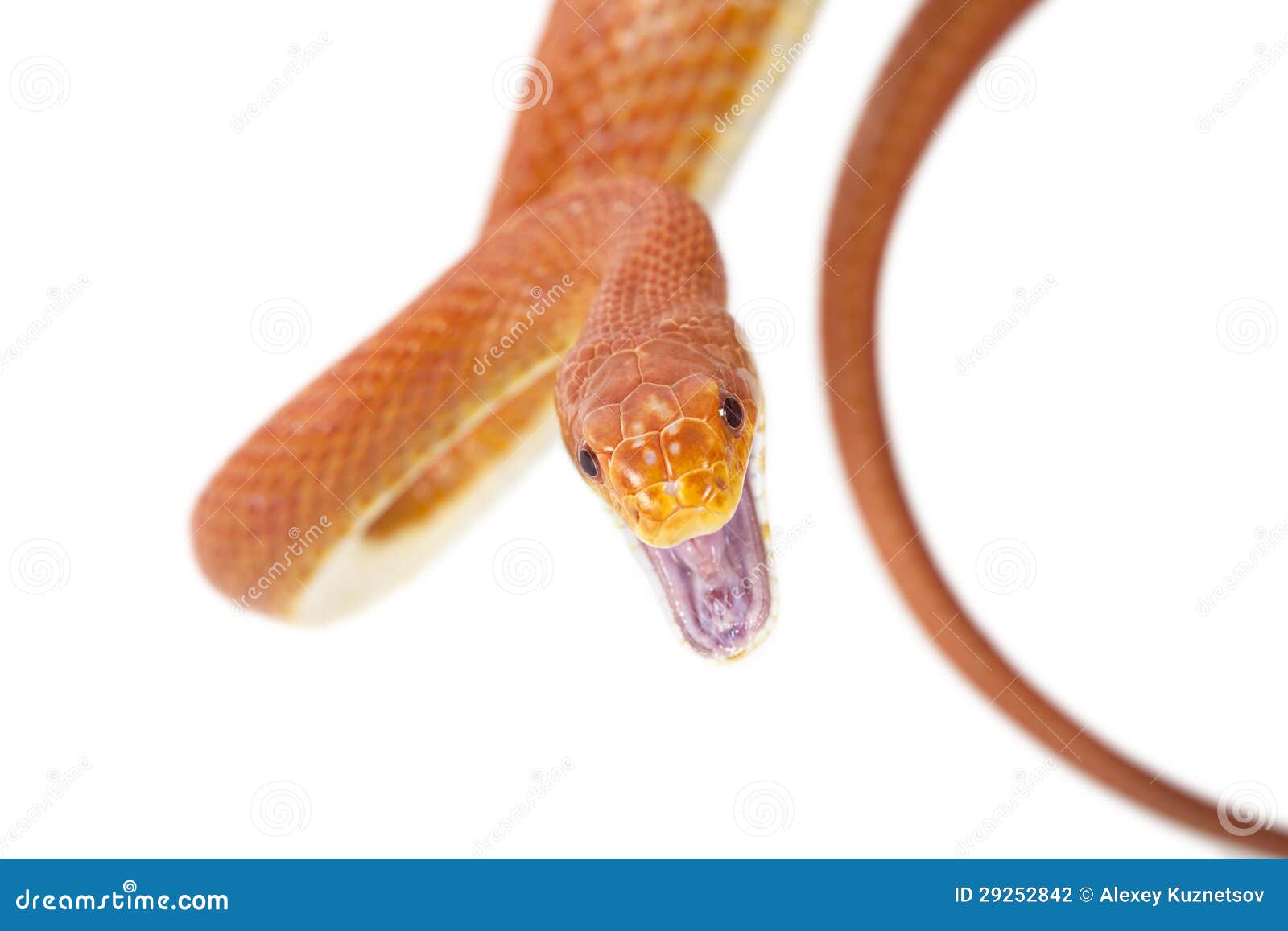 De Rattenslang Van Texas Het Aanvallen Stock Foto - Image of vrees ...