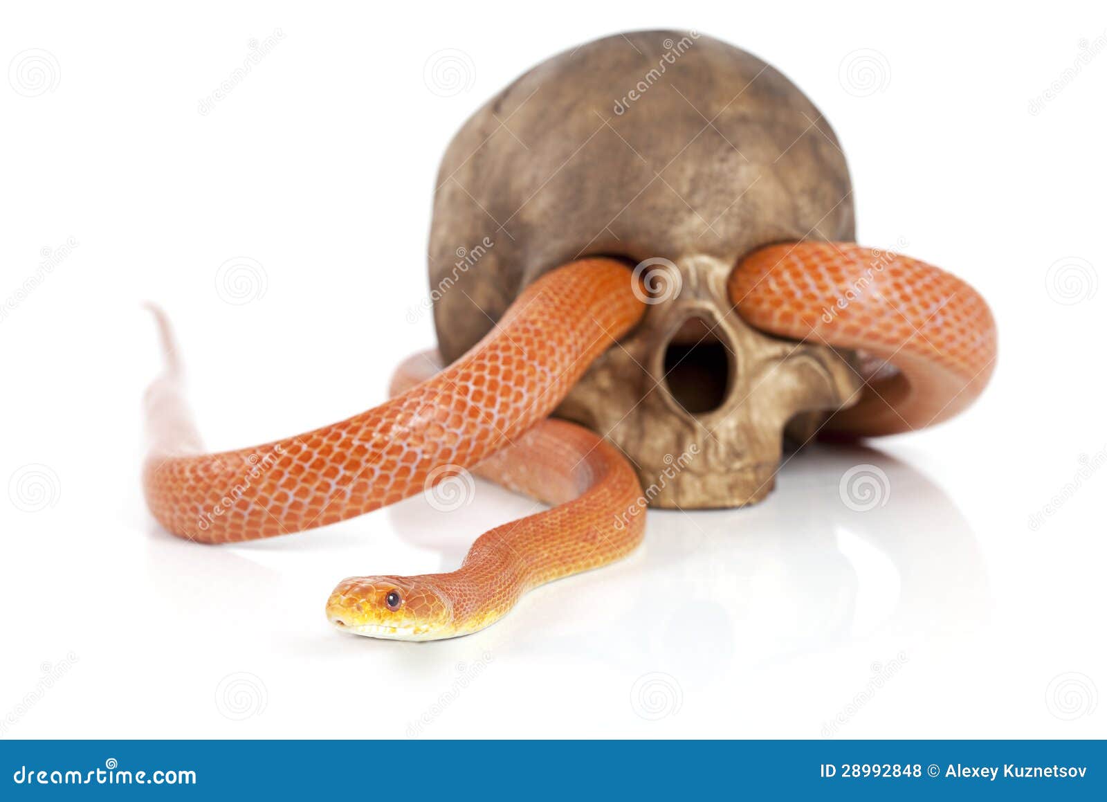 De Rattenslang Van Texas Met Schedel Stock Foto - Image of studio ...