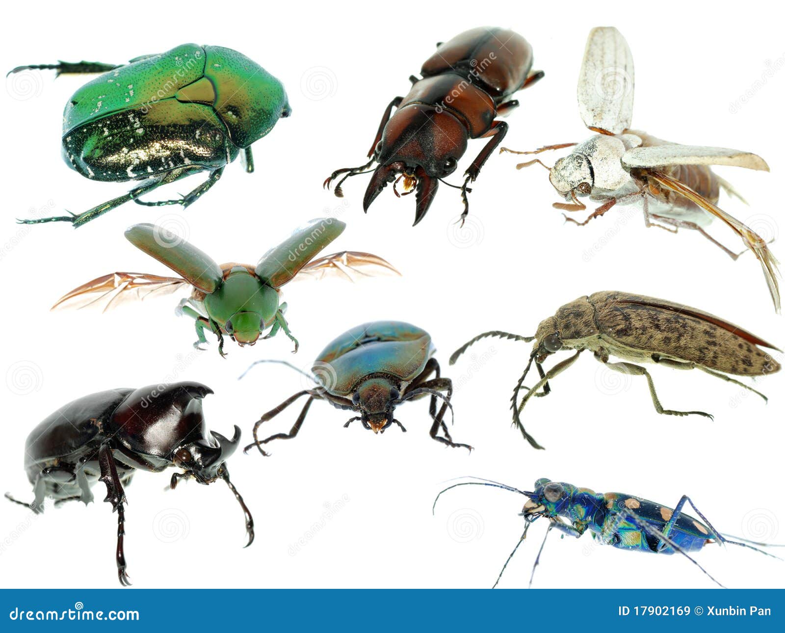 De Reeks Van De De Keverinzameling Van Het Insect Stock Afbeelding ...