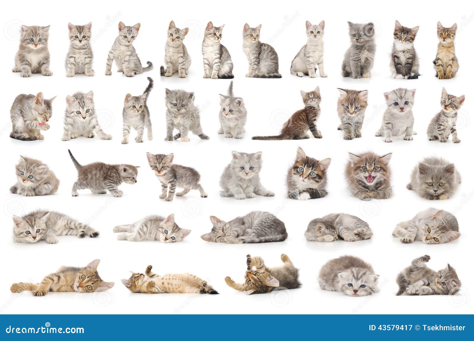 De reeks van de kat stock afbeelding. Image of collage - 43579417 De reeks van de kat stock afbeelding. Image of collage - 43579417