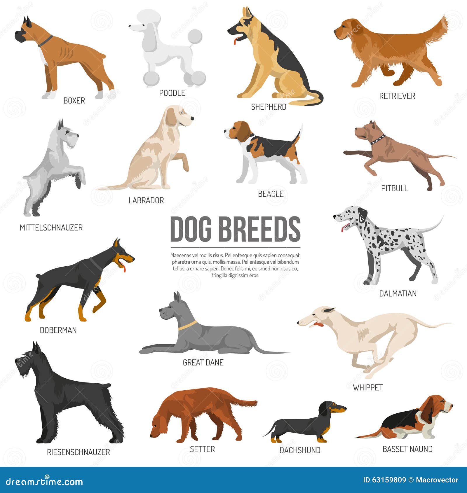 De reeks van het hondenras vector illustratie. Illustration of ... De reeks van het hondenras vector illustratie. Illustration of ...