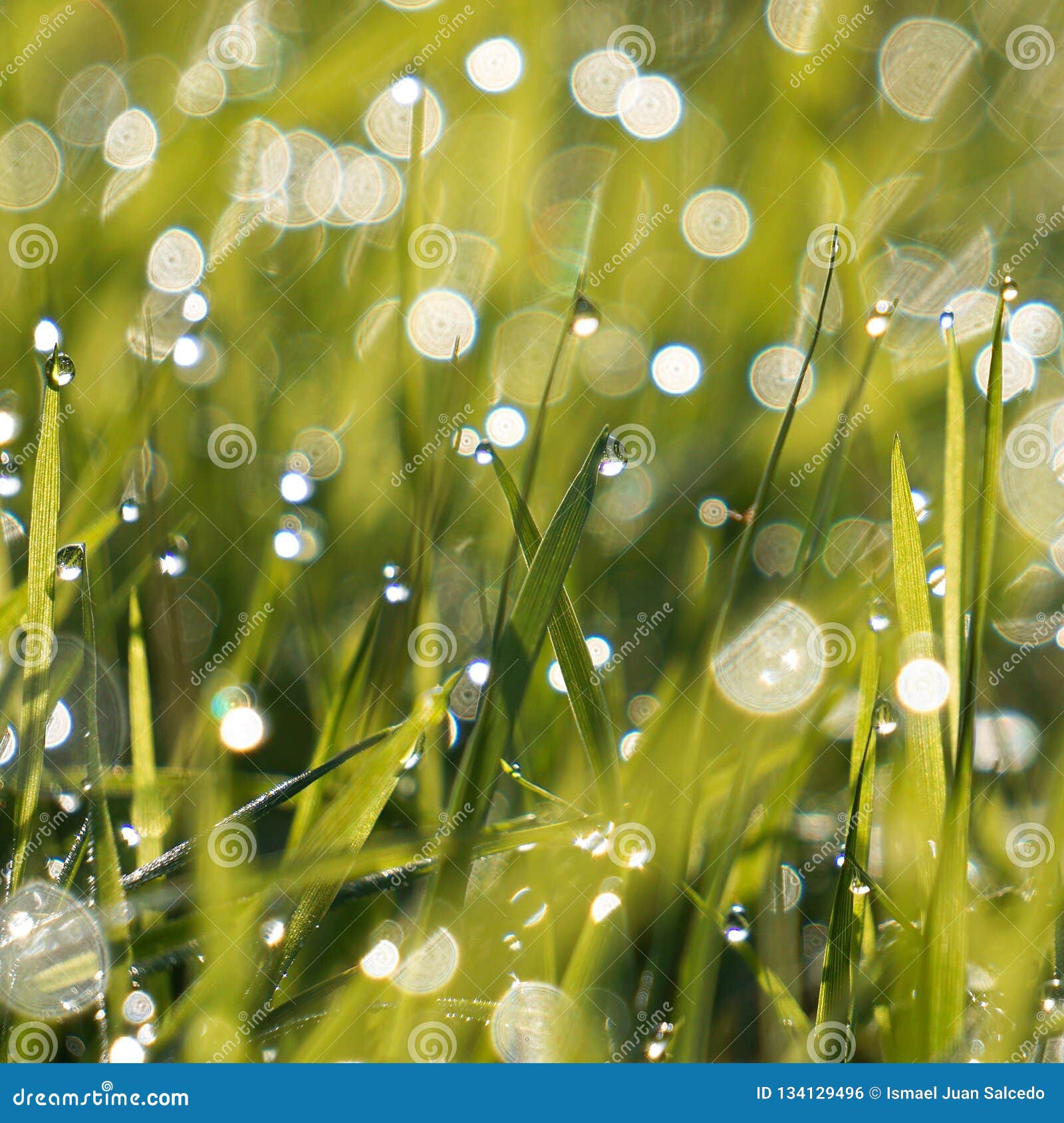 De Regendruppels in Het Groene Installatiegras Stock Foto - Image of ...