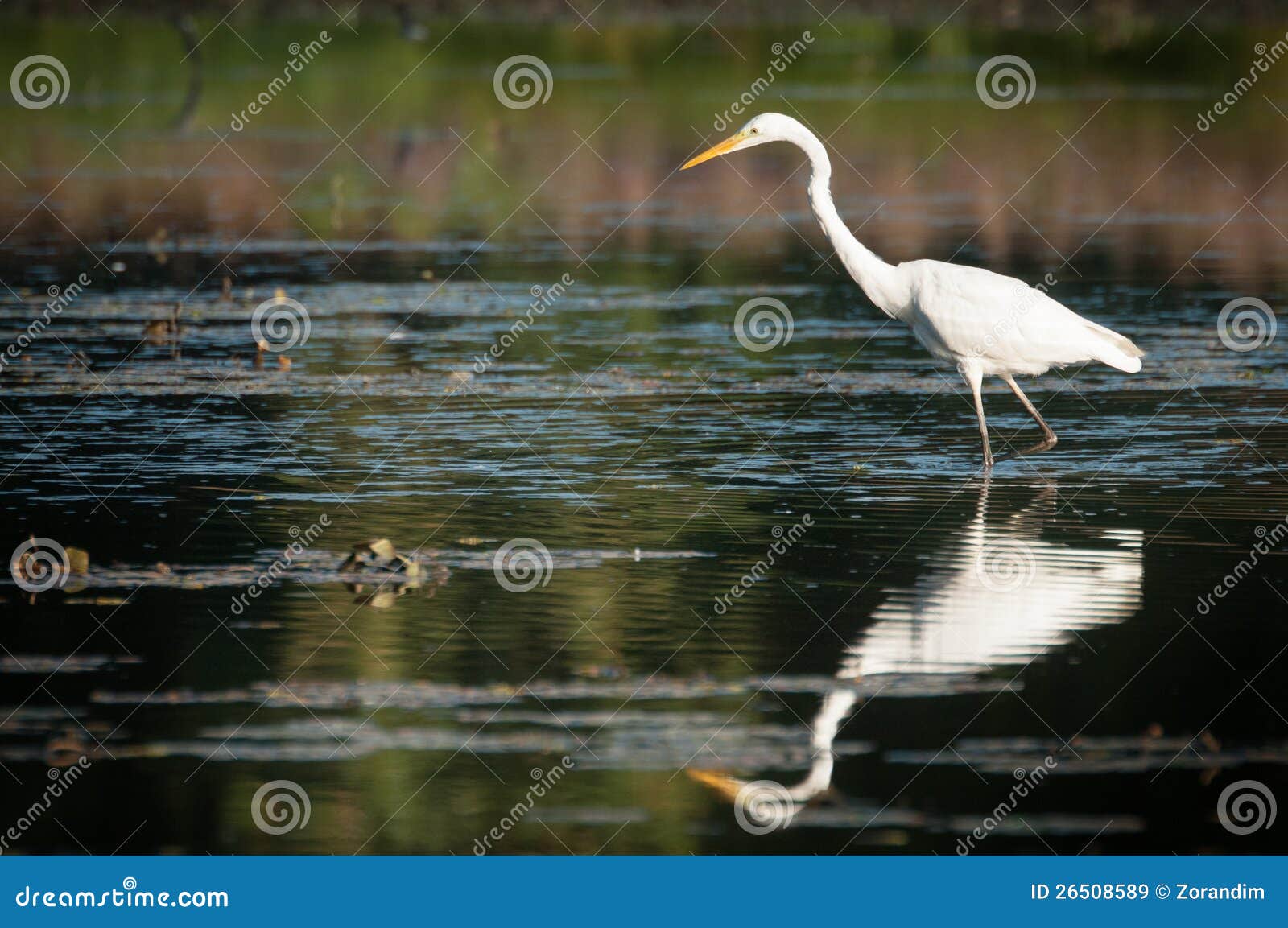 De reiger eet stock afbeelding. Image of beeld, leefgebied - 26508589