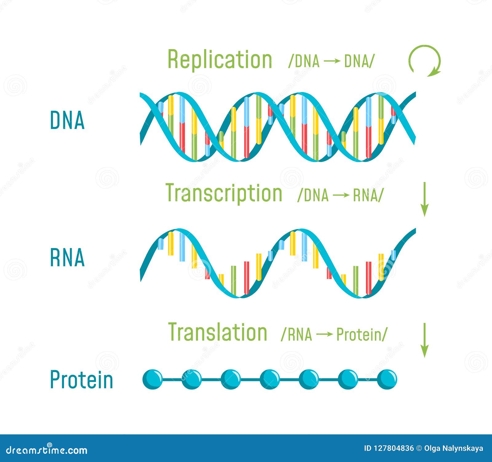 De Replicatie, De Transcriptie En De Vertaling Van DNA Vector ...