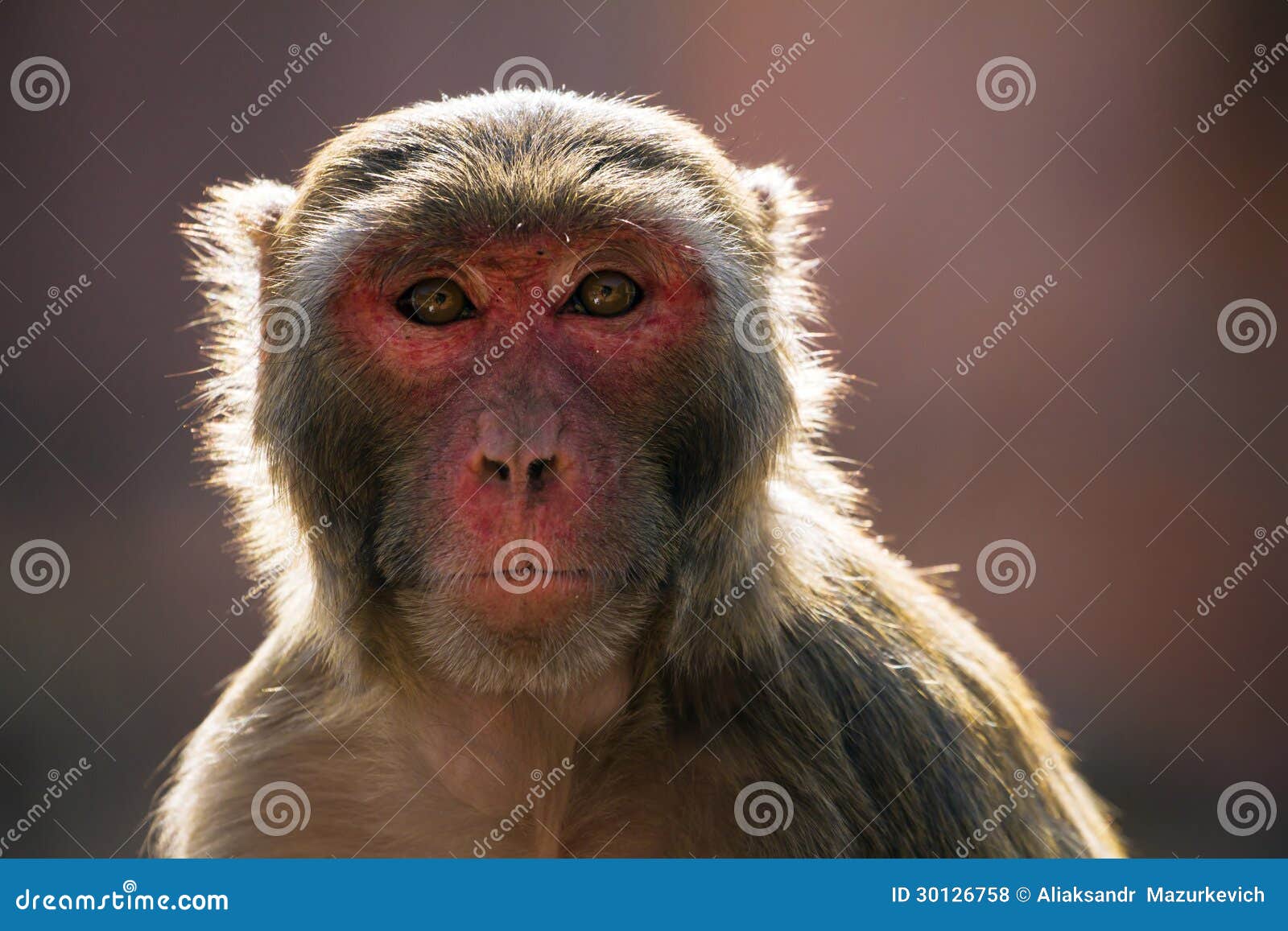 De resusaap macaque aap stock foto. Image of portret - 30126758