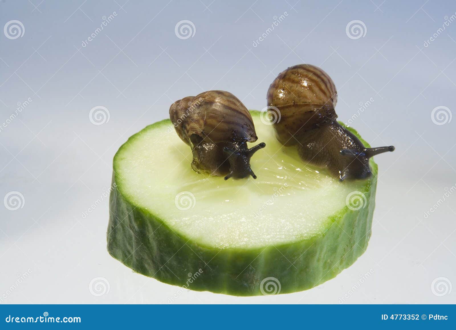 De Reuze Afrikaanse Slakken Van Het Land Stock Foto - Image of voedsel ...