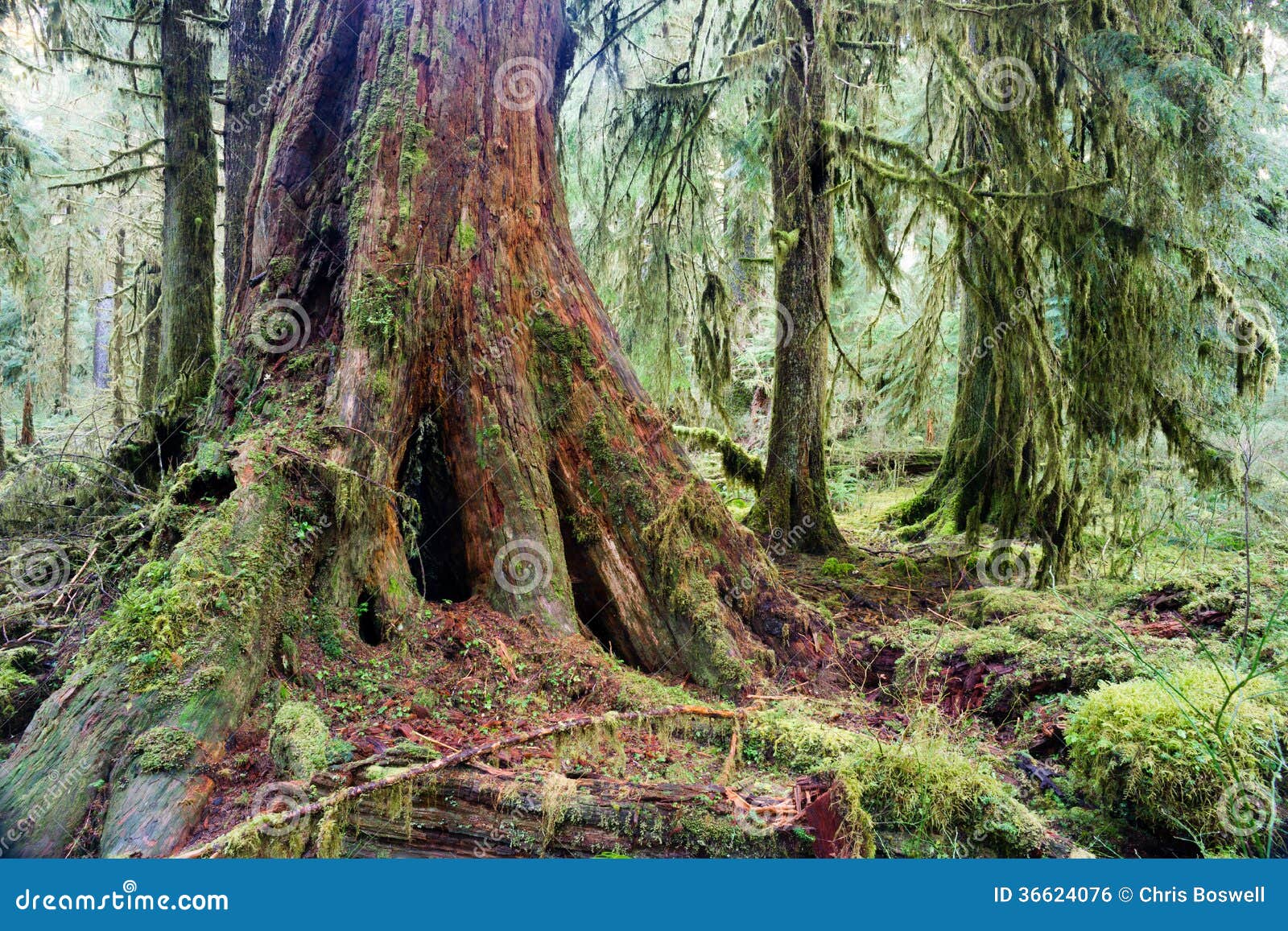 De Reuze Rode Cedar Tree Stump Moss Covered-Groei Hoh Rainforest Stock ...