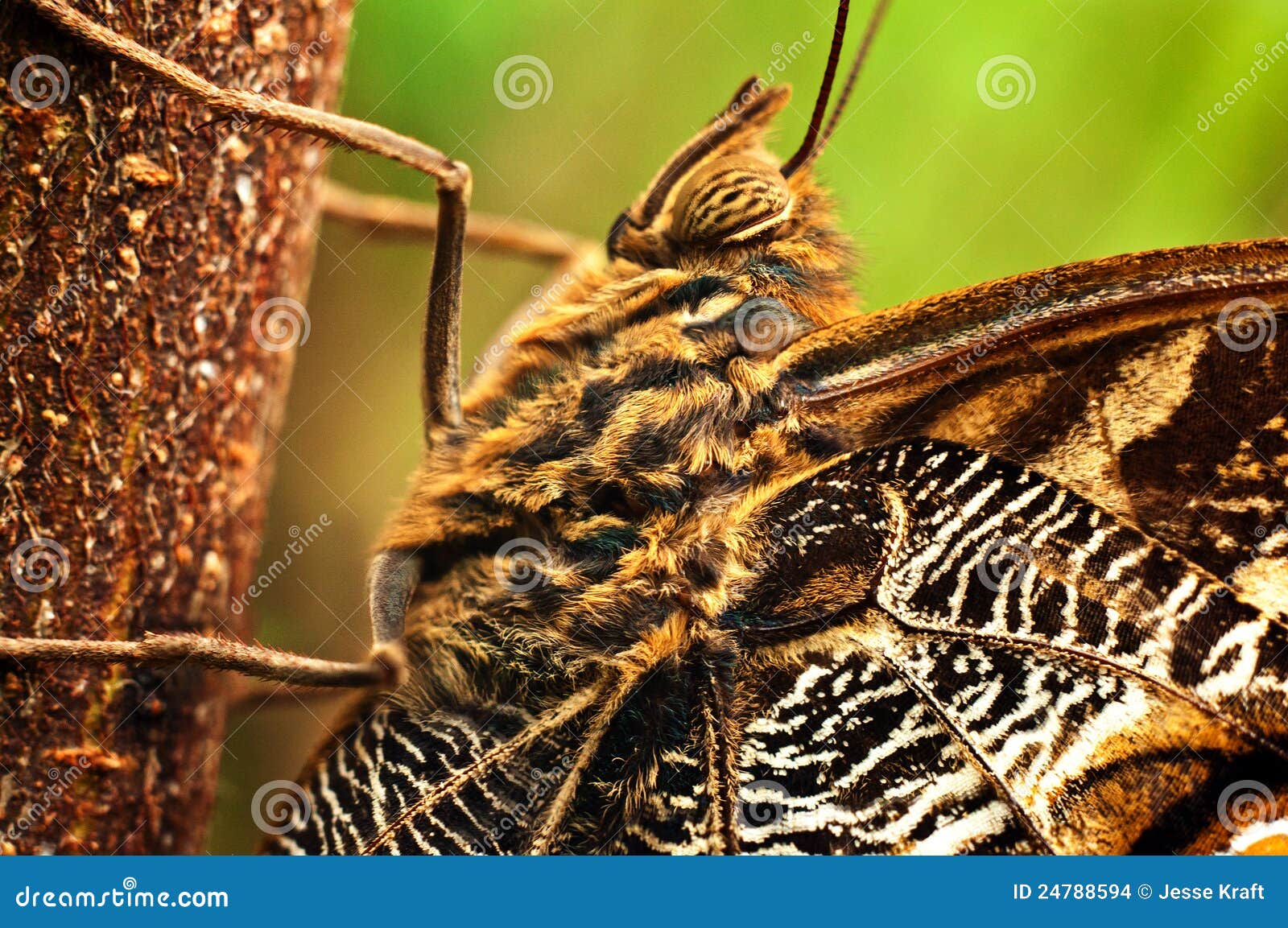De Reuze Vlinder Van De Uil Stock Foto - Image of antennes, sluit: 24788594