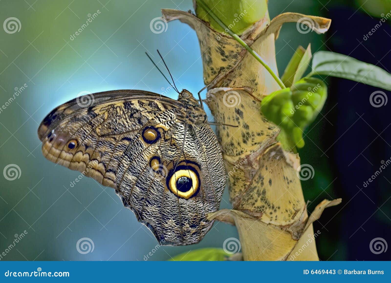 De Reuze Vlinder Van De Uil Stock Afbeelding - Image of vlinder, mooi ...
