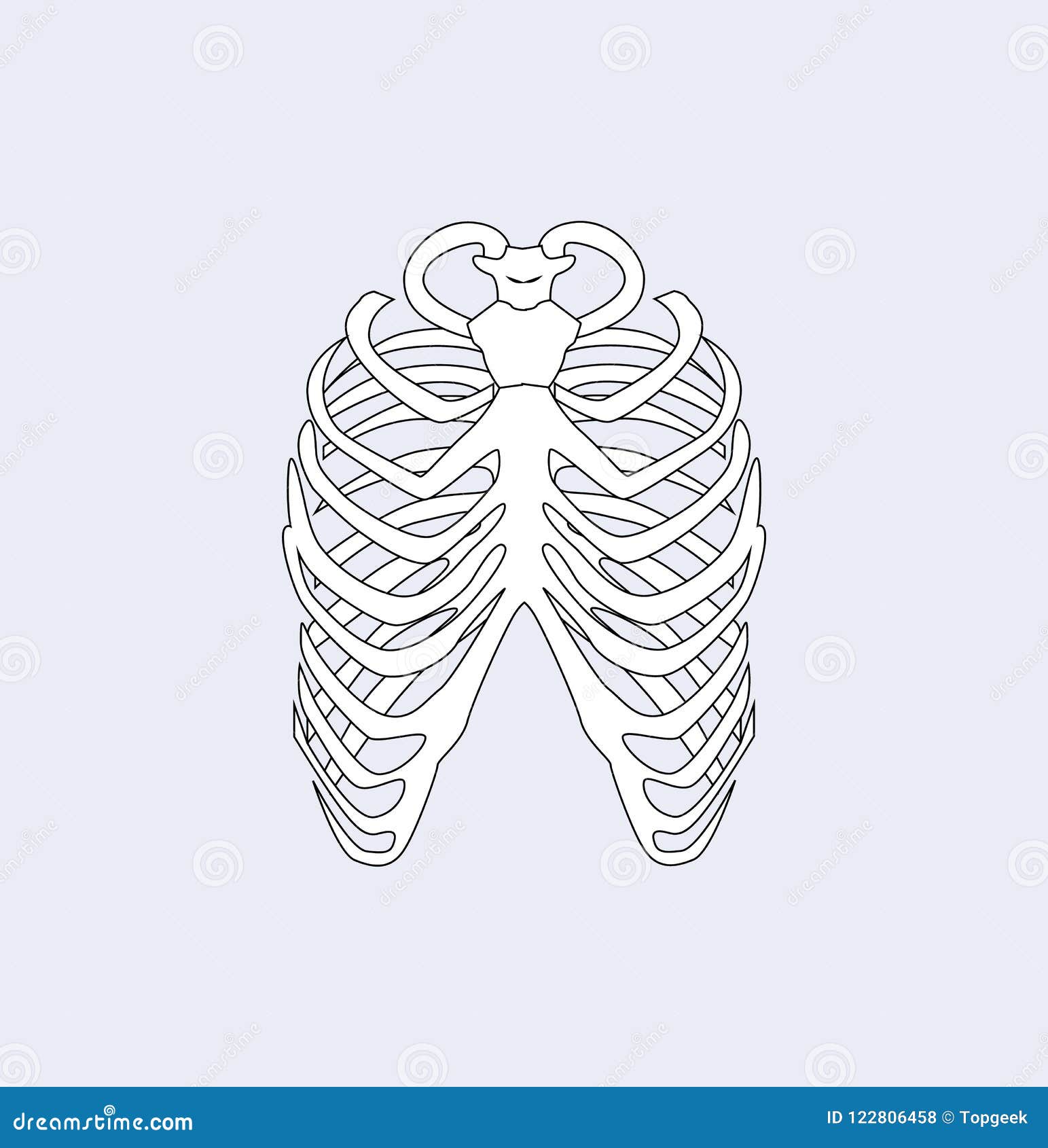 De Ribben Witte, Vectorillustratie Van Borstbeenbeenderen Vector ...