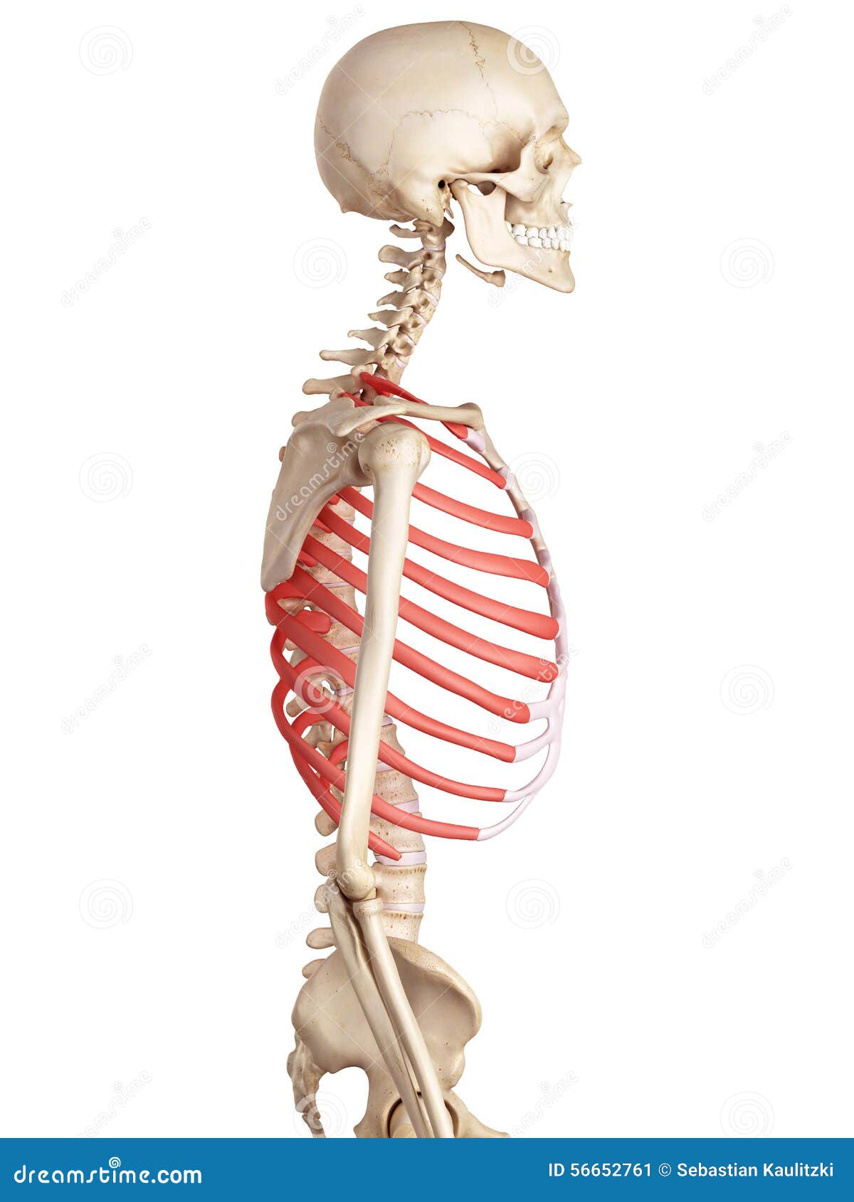 De ribbenkast stock illustratie. Illustration of borstkas - 56652761