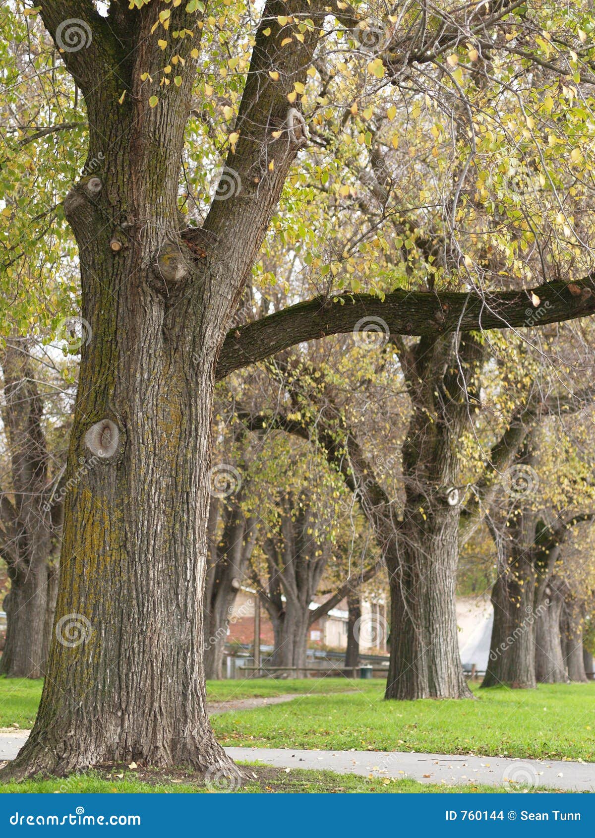De rij van bomen stock foto. Image of groen, schors, aardig - 760144