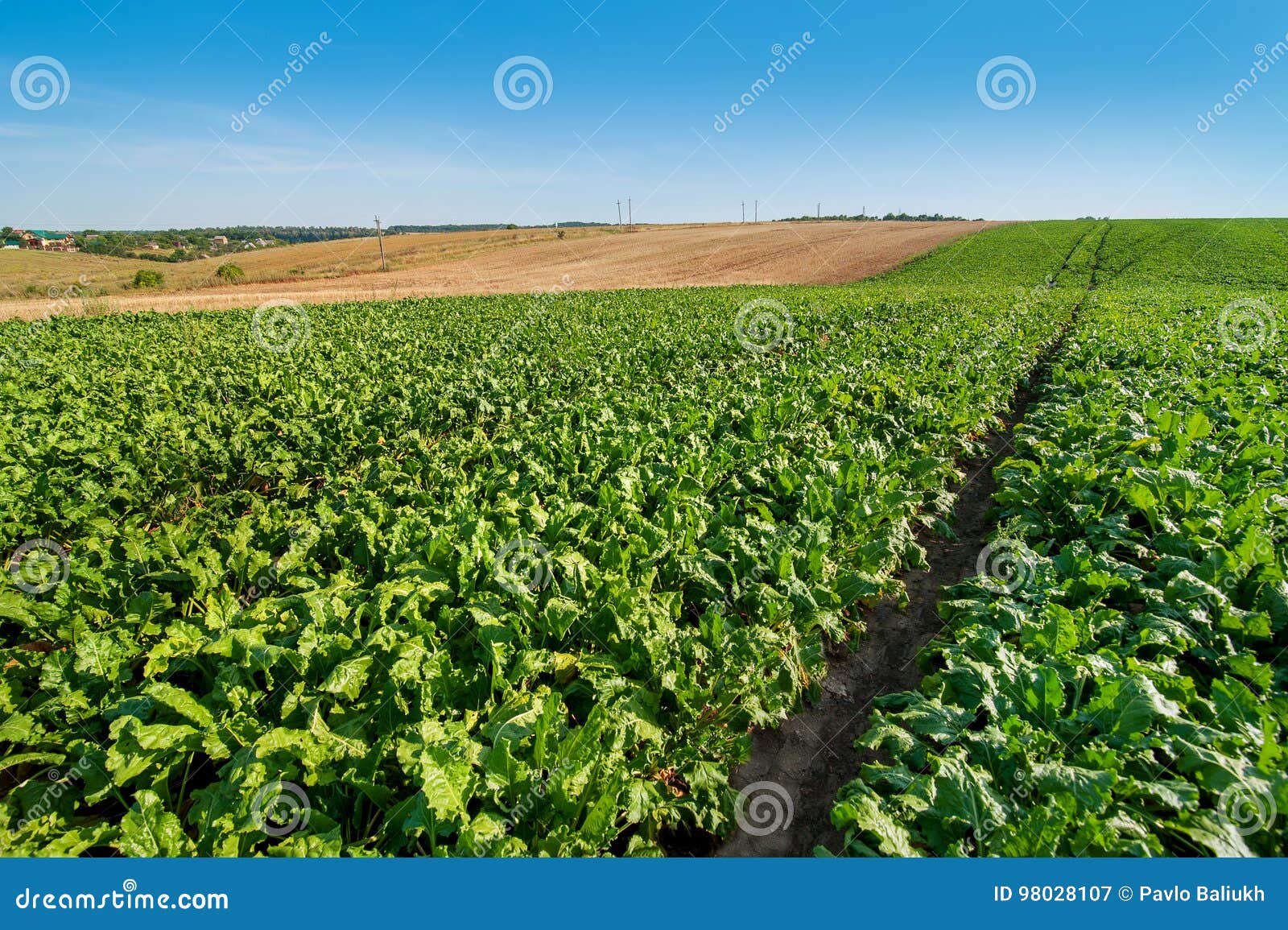 De Rijen Van Het Suikerbietgebied Stock Afbeelding - Image of ...