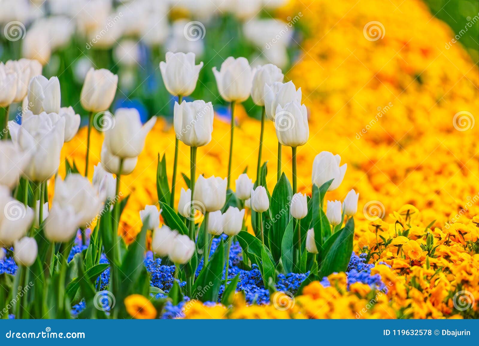 De Rijen Van De De Lentebloem Stock Foto - Image of bloei, bloesem ...