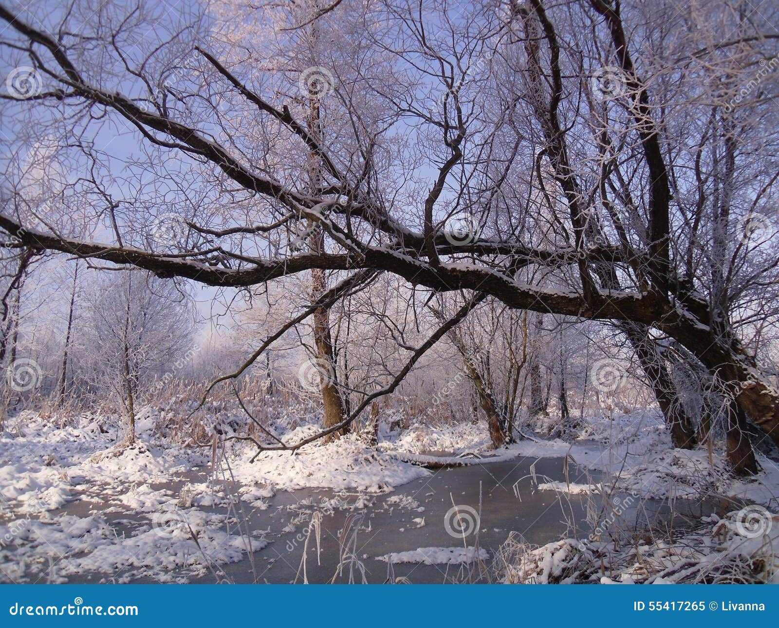 De rijp is op bomen stock afbeelding. Image of zonnig - 55417265