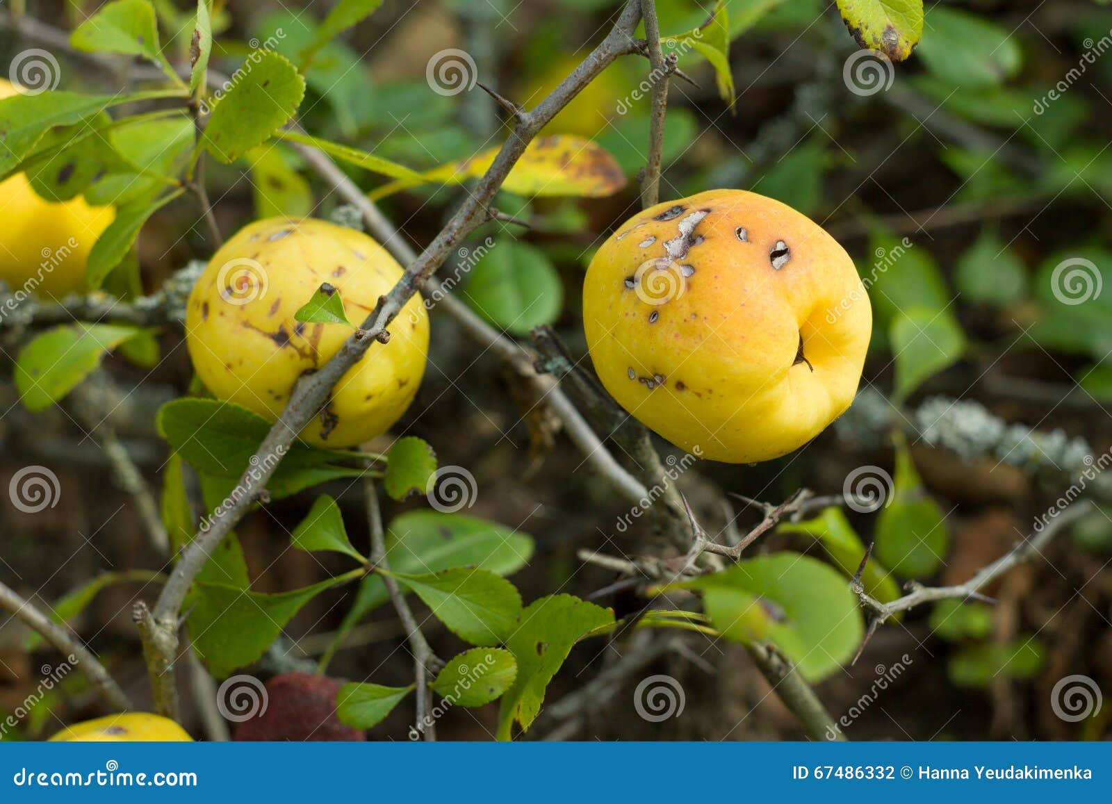 De Rijpe Gele Herfst Van De Fruit Japanse Kweepeer Stock Foto - Image ...