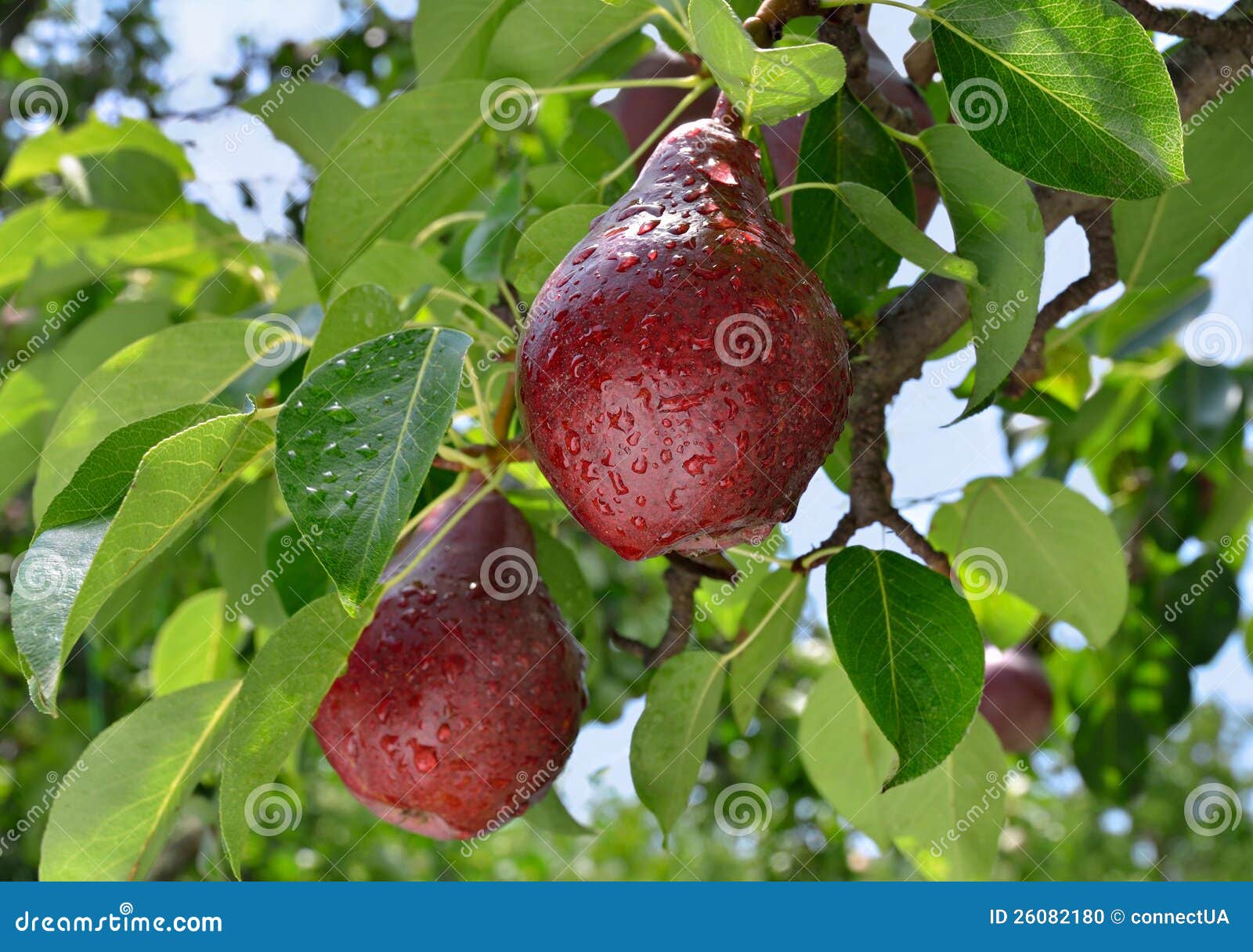De Rijpe Rode Peer Groeit Op Een Tak Stock Foto - Image of aardig, nave ...